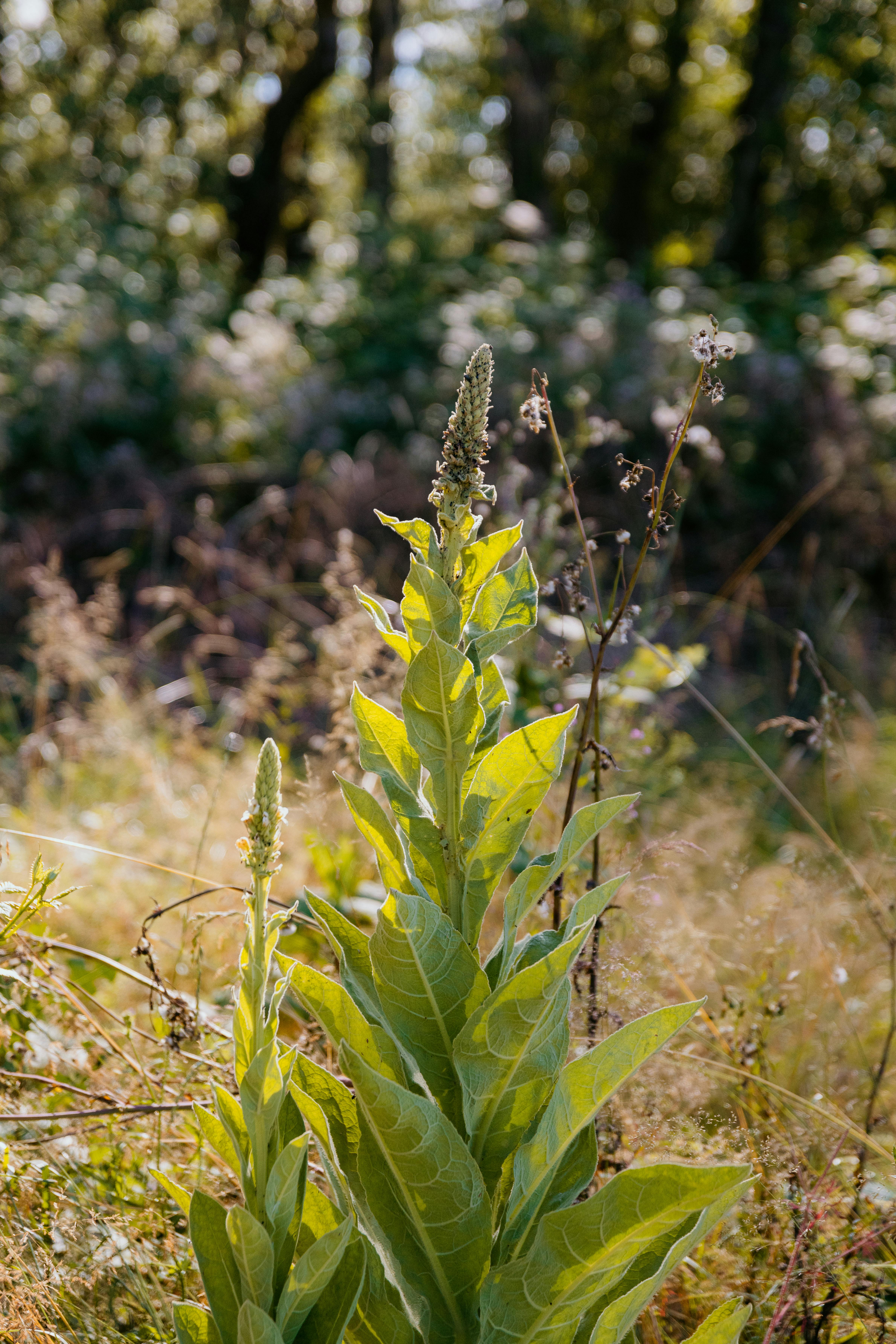 A Close-Up Shot of a Great Mullein Plant on a Field · Free Stock Photo