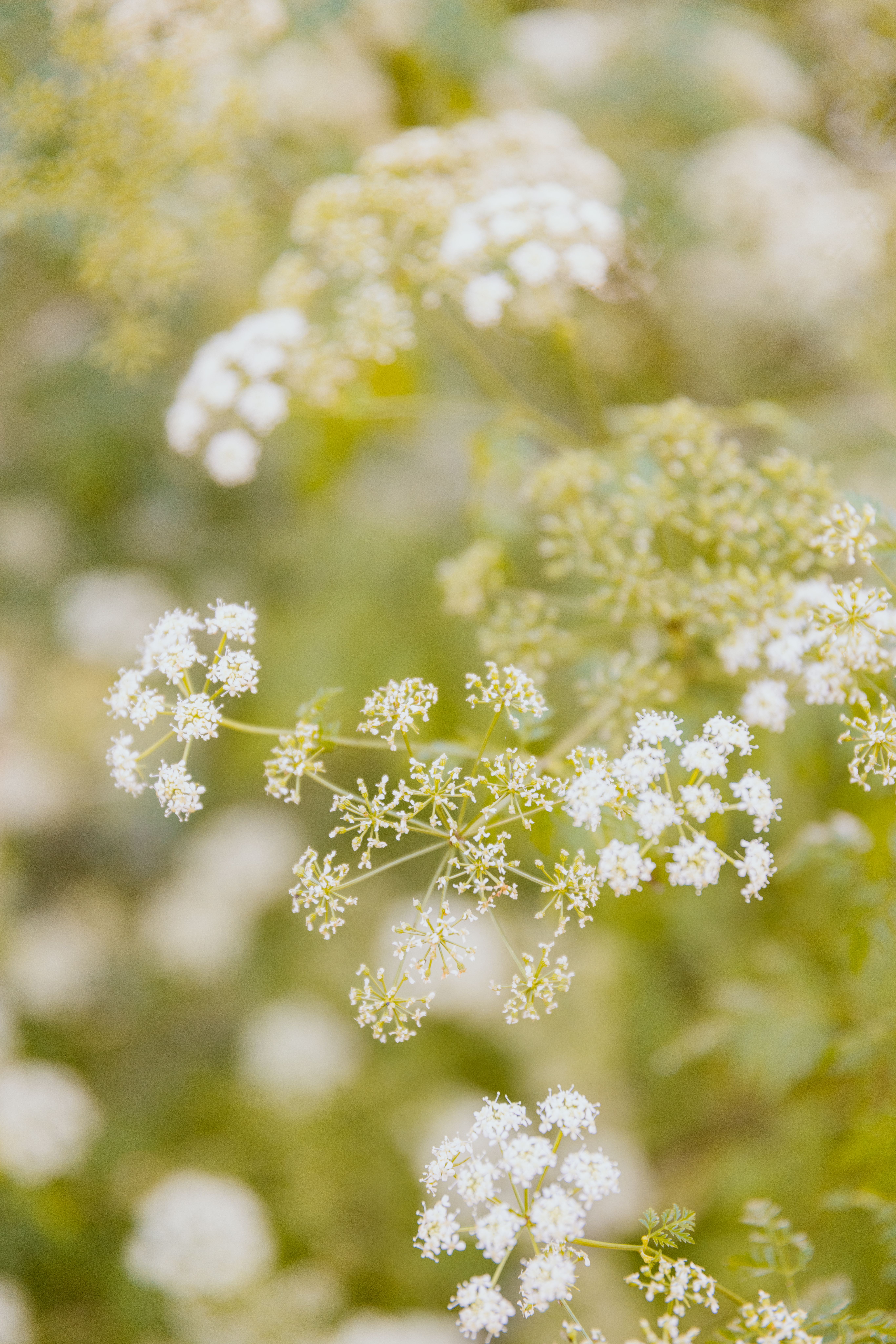 A Close-Up Shot of a Cow Parsley Plant · Free Stock Photo