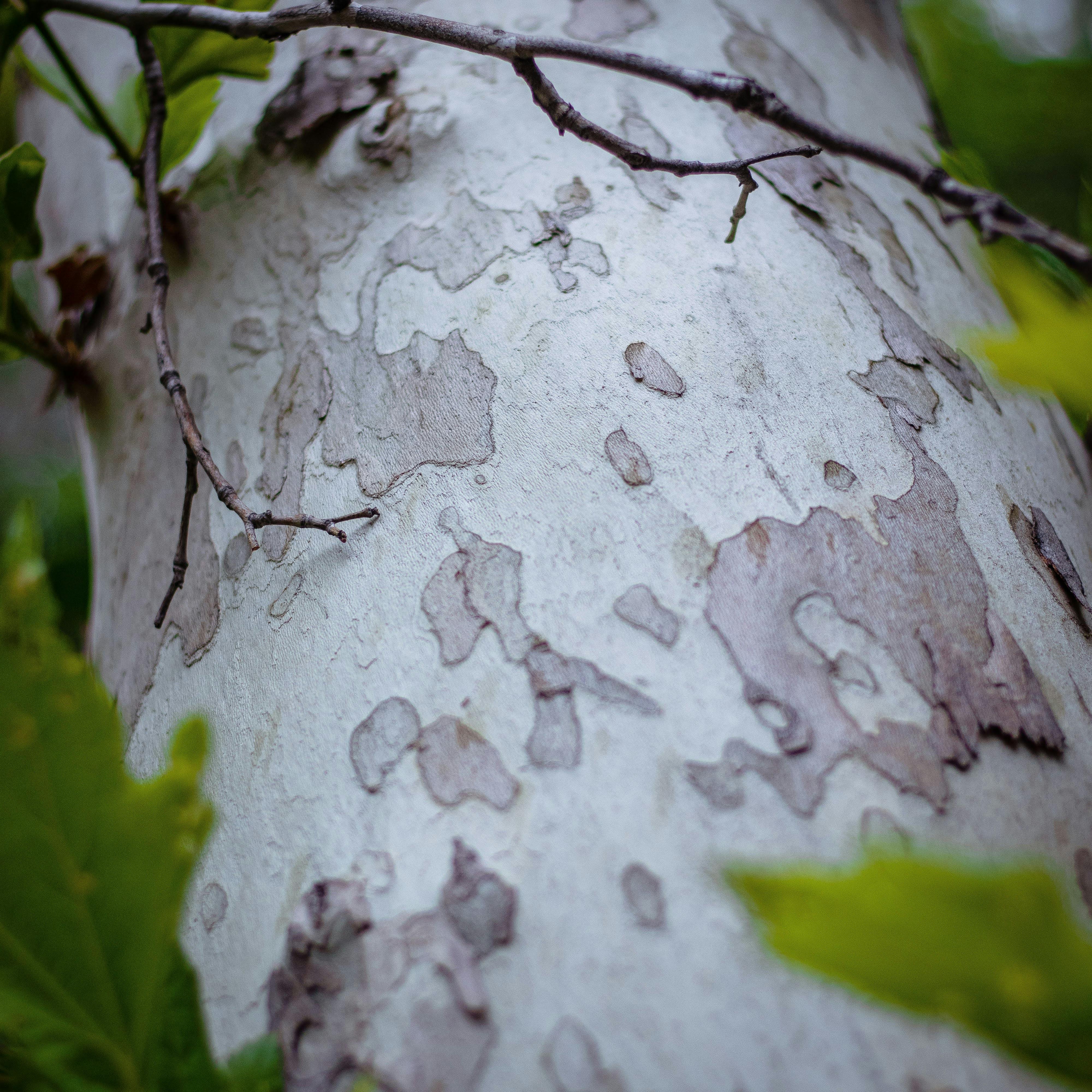 A Close-Up Shot of the Trunk of a Birch Tree · Free Stock Photo