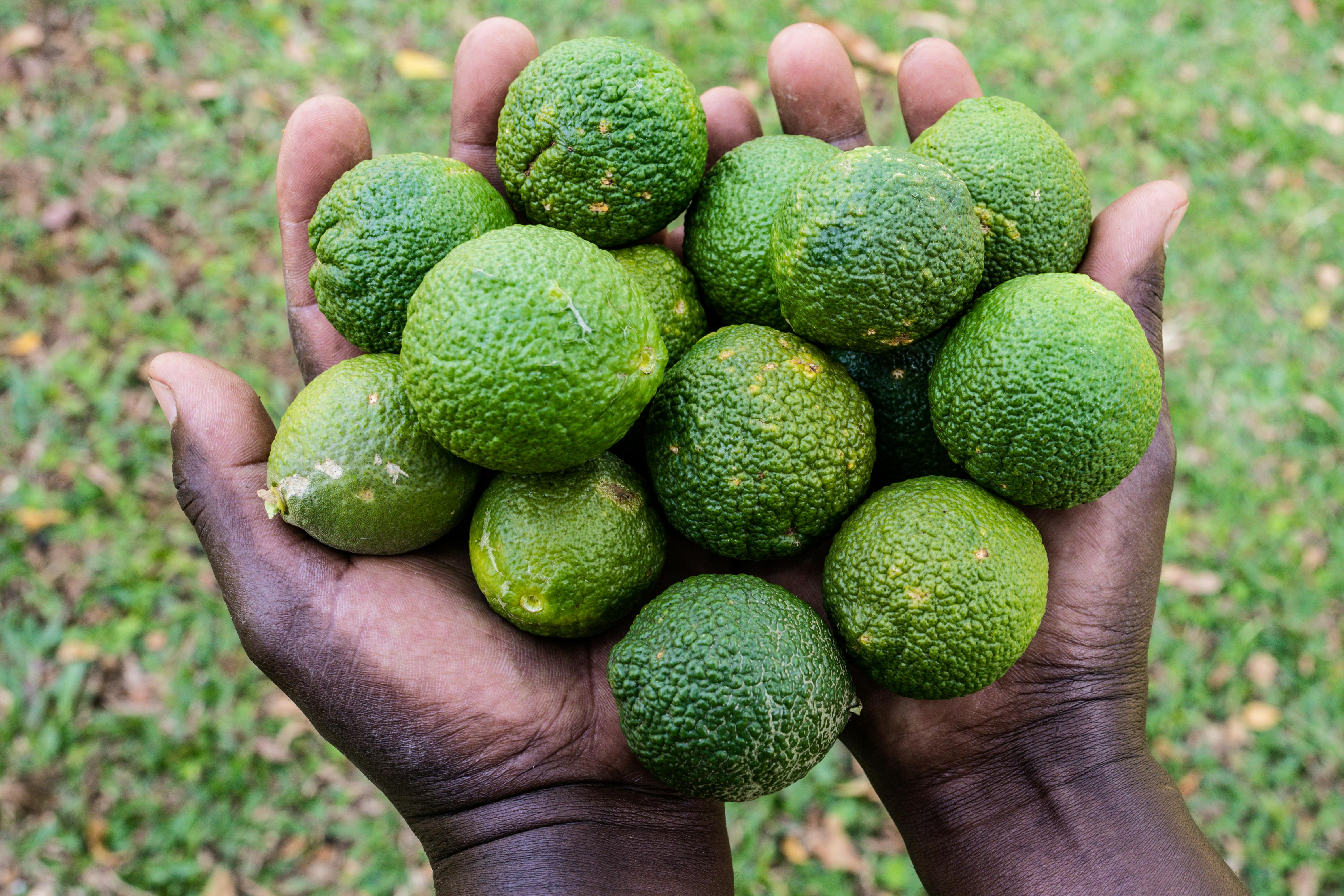 Native Lime Photos, Download The BEST Free Native Lime Stock Photos ...