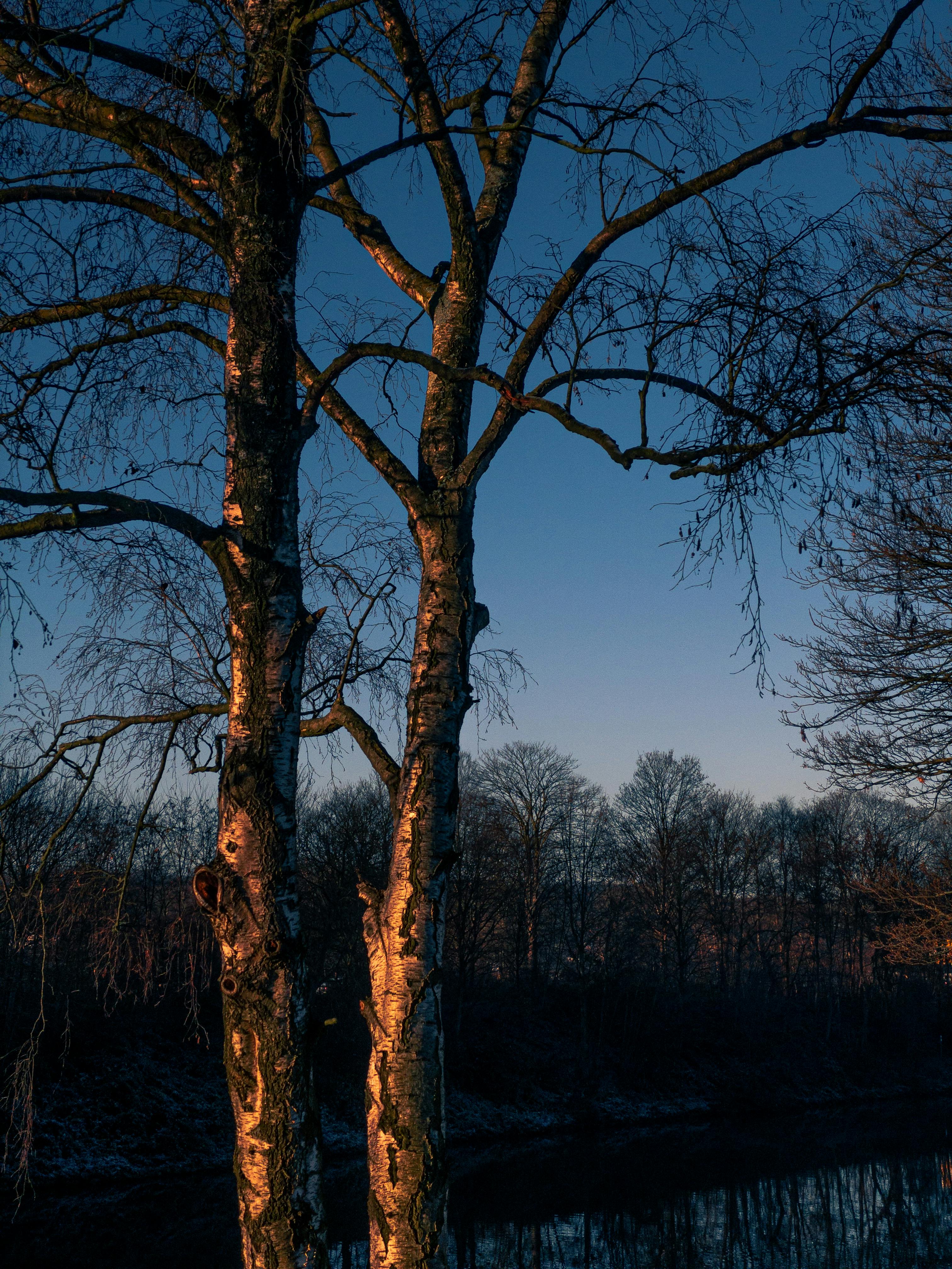 Branches of Barren Tree · Free Stock Photo