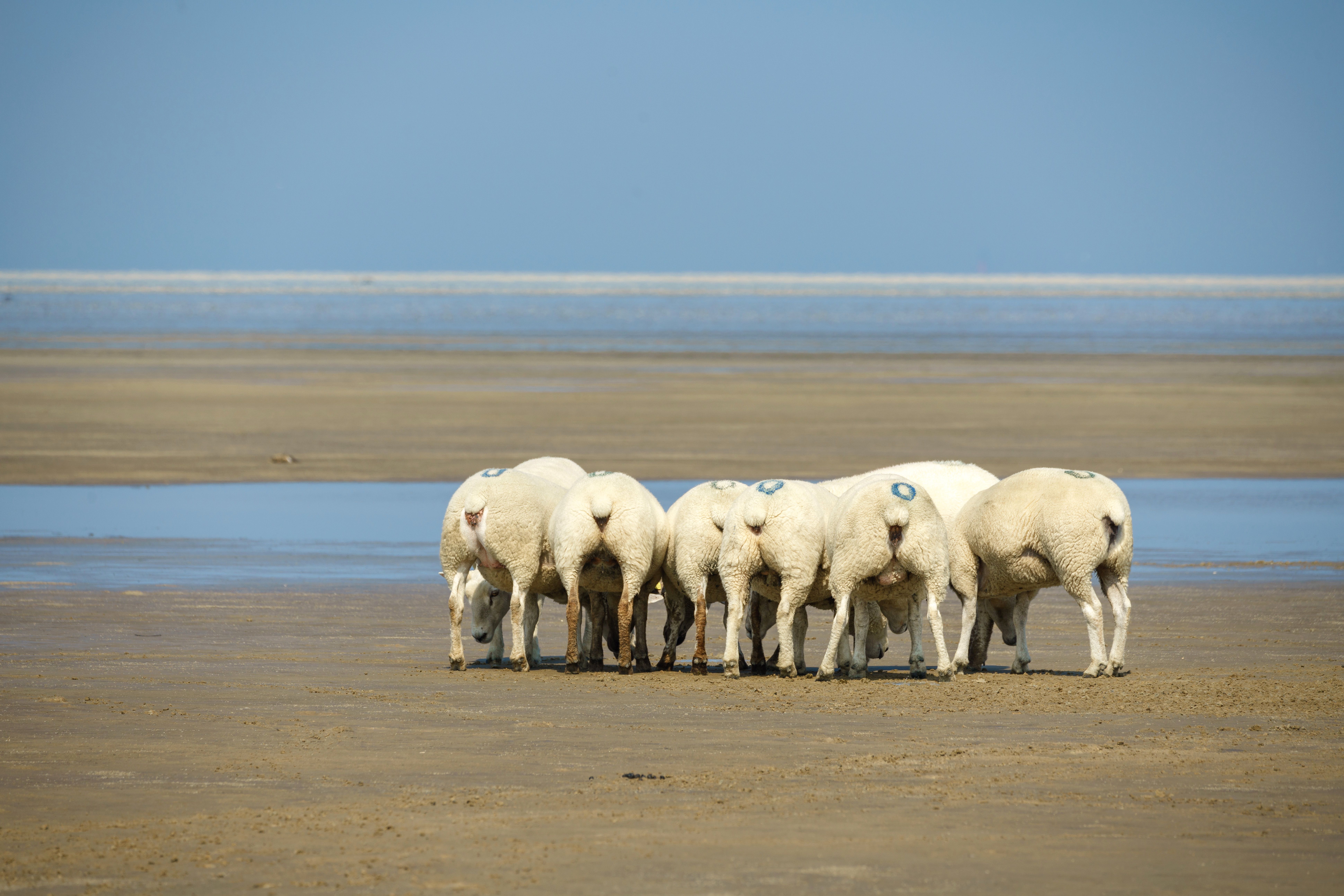 Animals On Beach Photos, Download The BEST Free Animals On Beach Stock ...