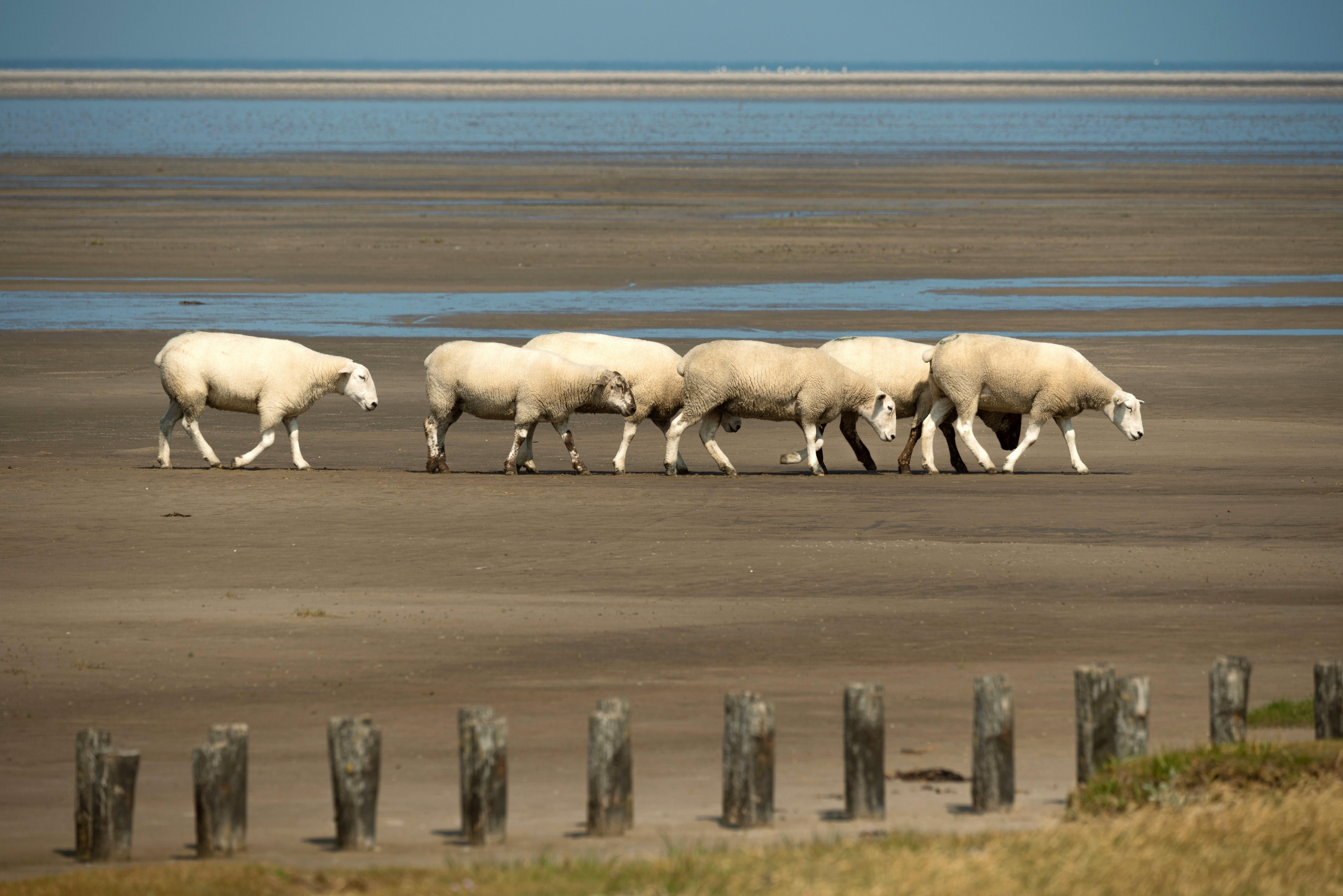 Herd of Sheep on Shore · Free Stock Photo