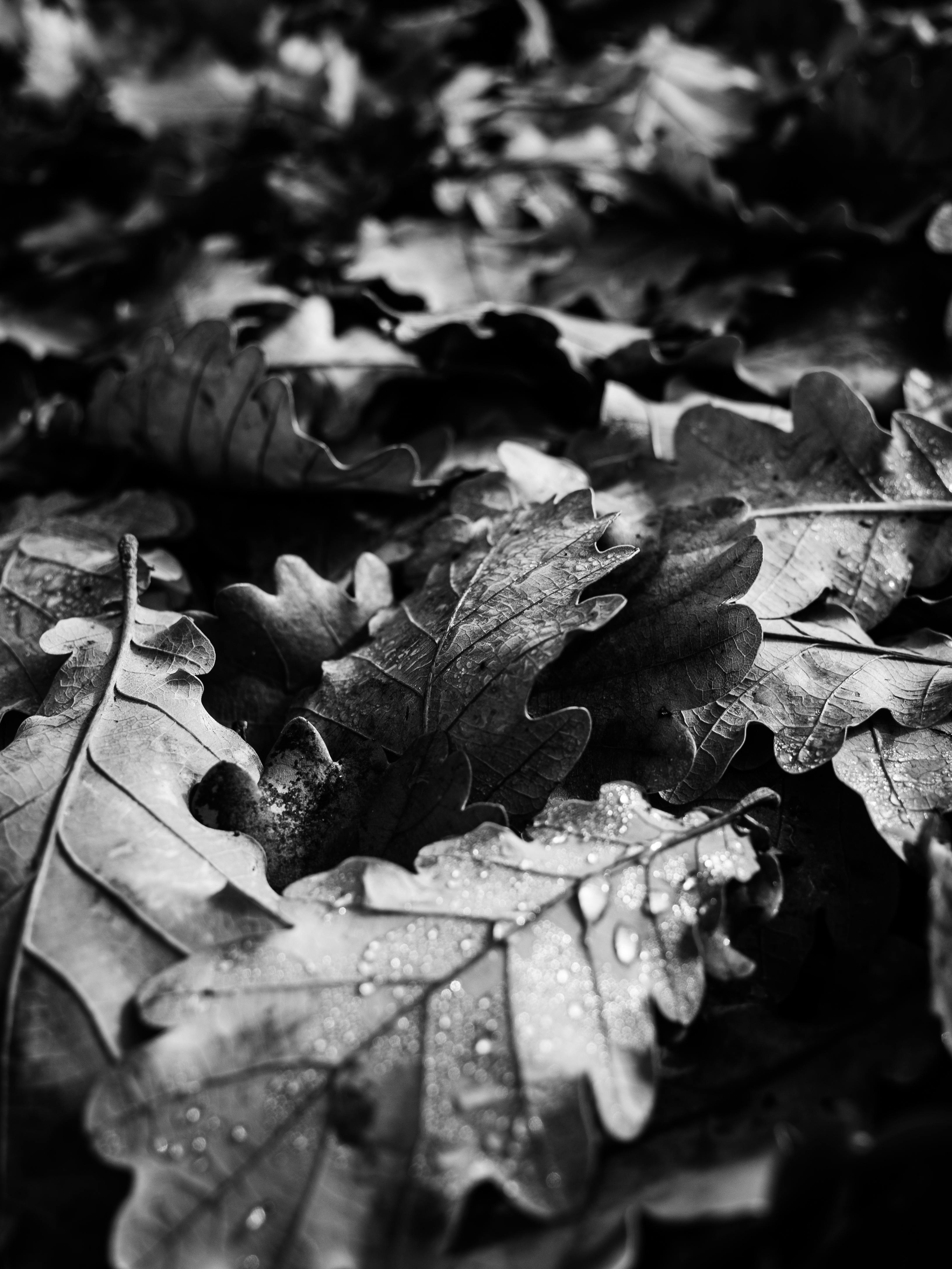 Grayscale Photography of Leaves · Free Stock Photo