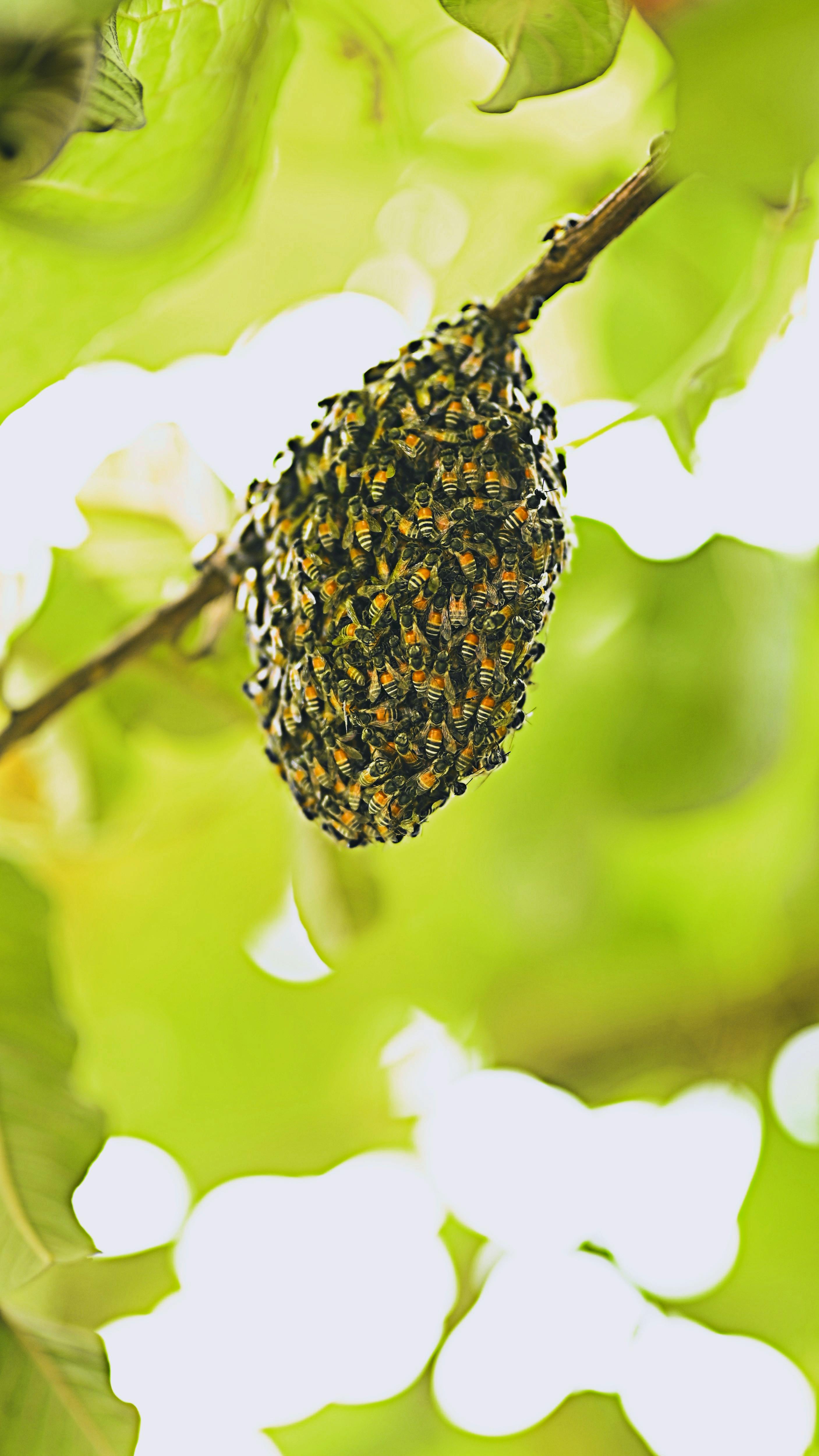 Beehive on Branch · Free Stock Photo