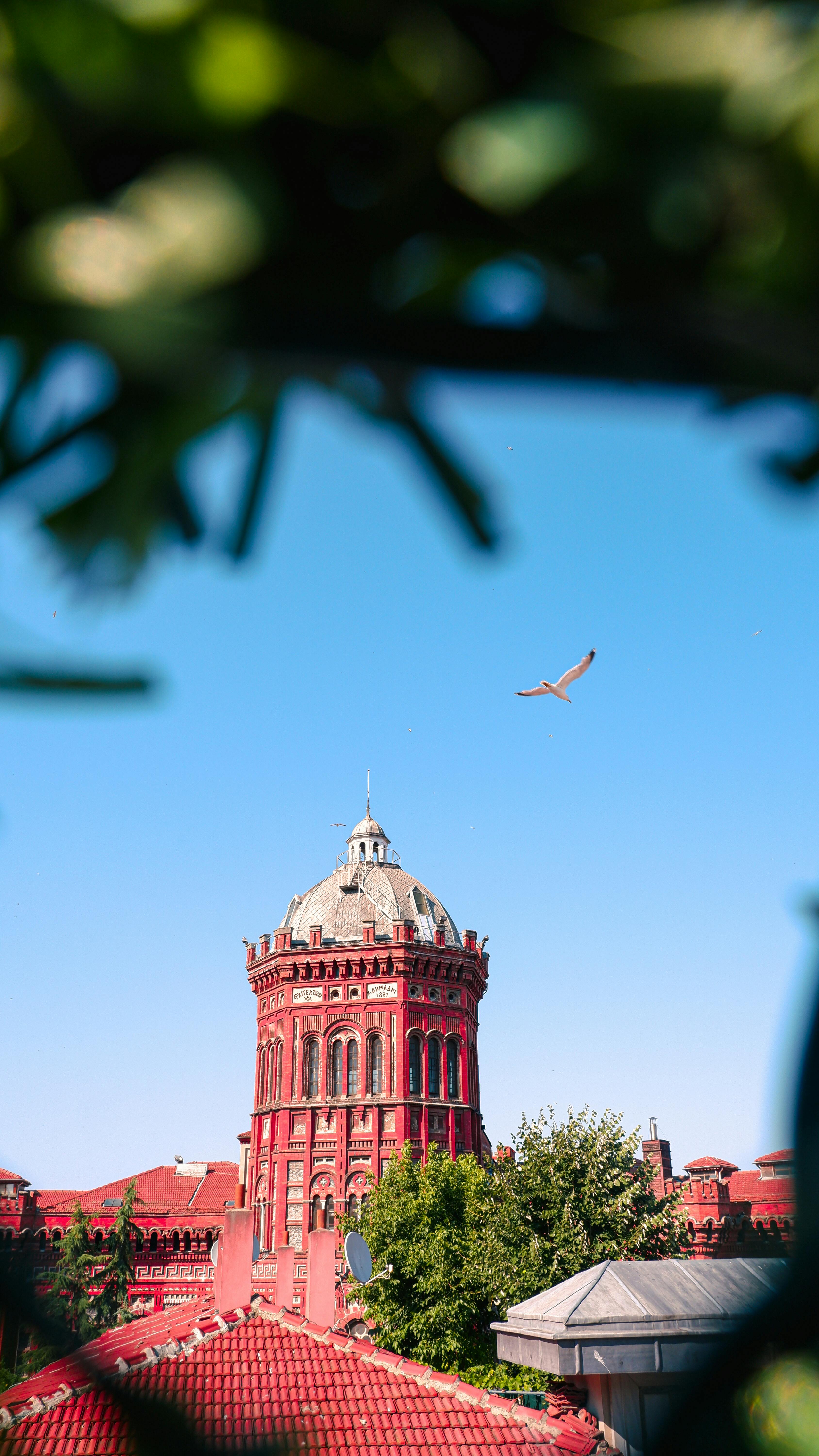 Leaf Framing Photos, Download The BEST Free Leaf Framing Stock Photos ...