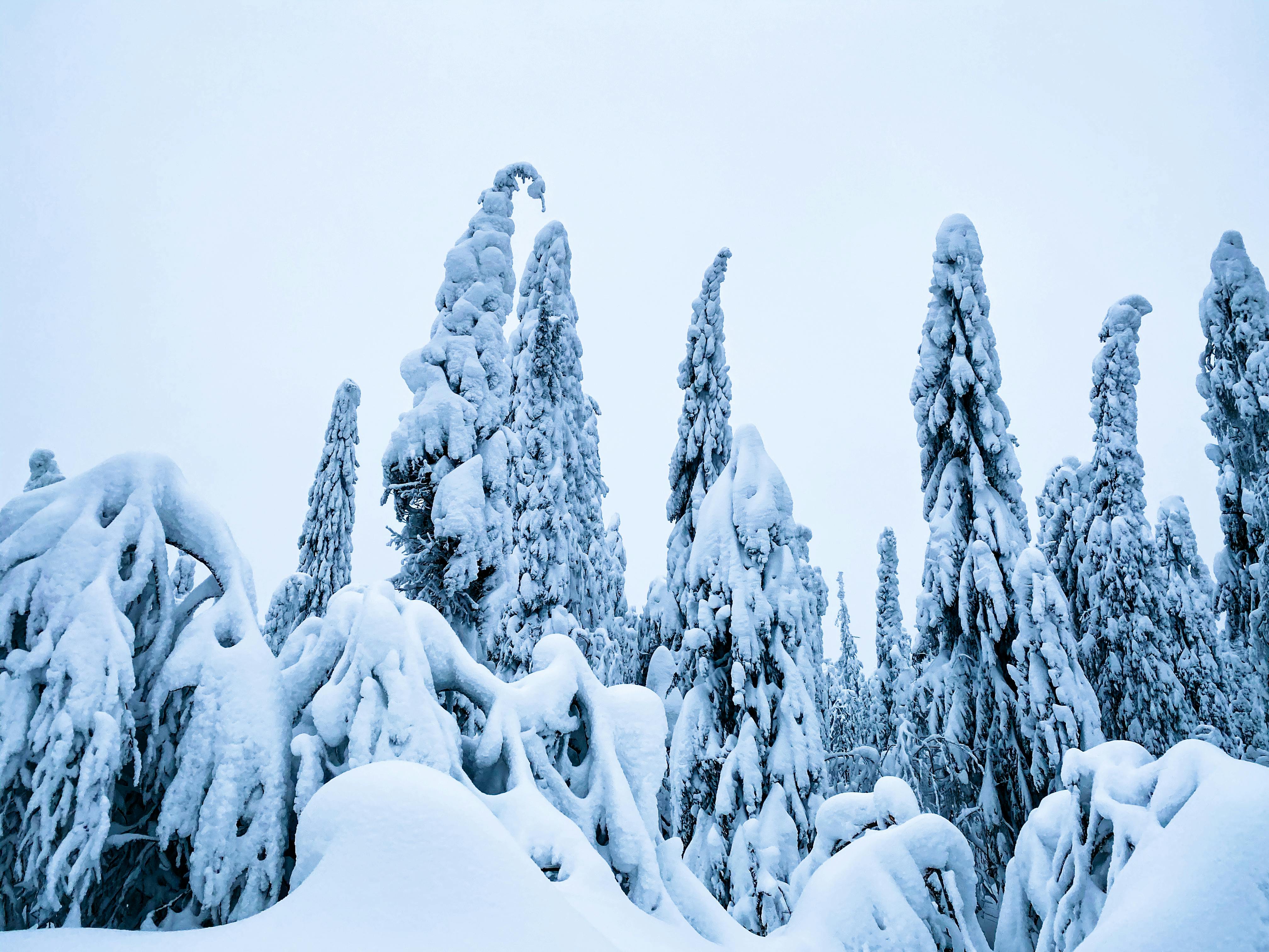 Snow-covered Trees · Free Stock Photo