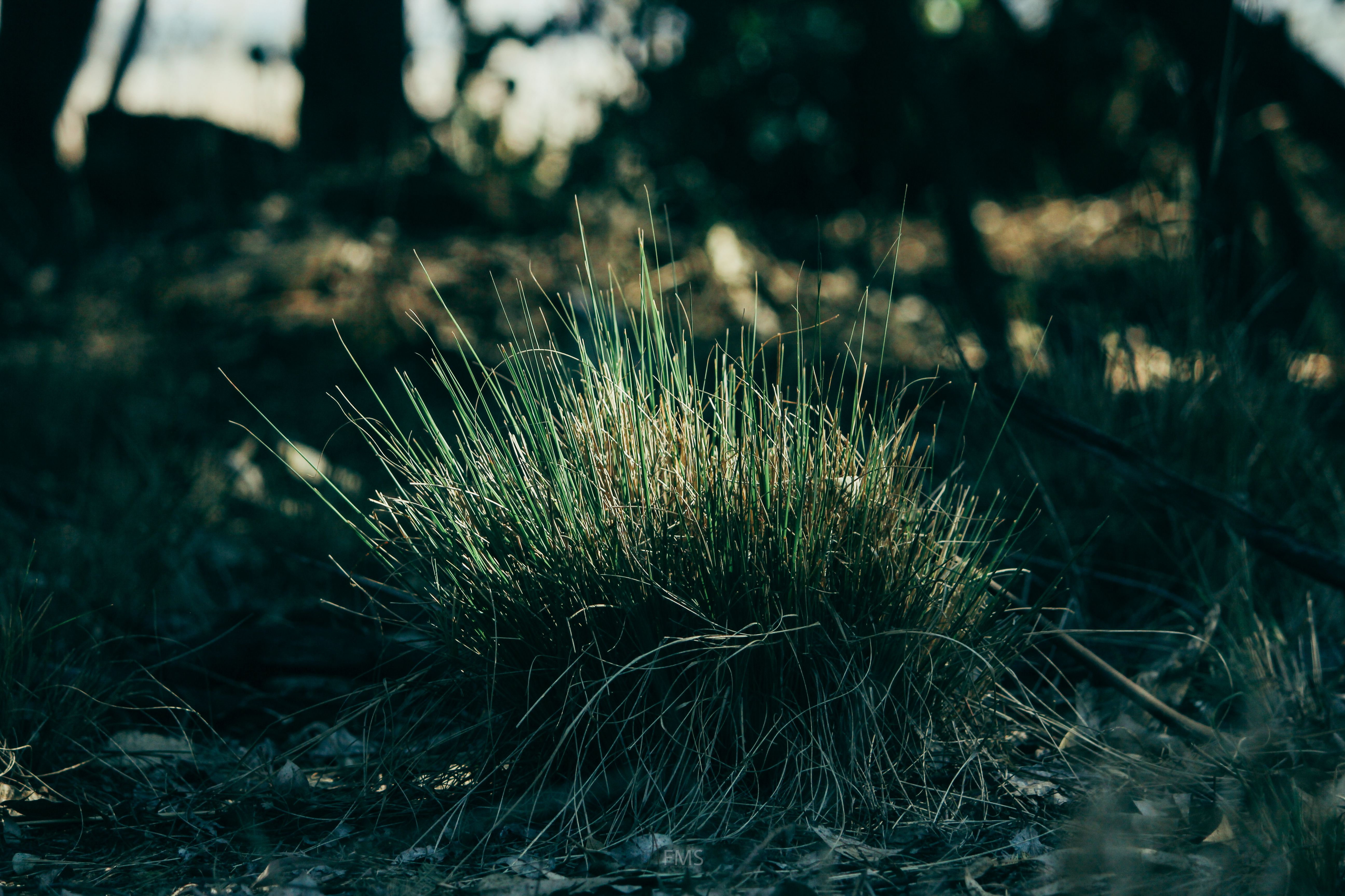 Photograph of a Grass Patch on the Ground · Free Stock Photo