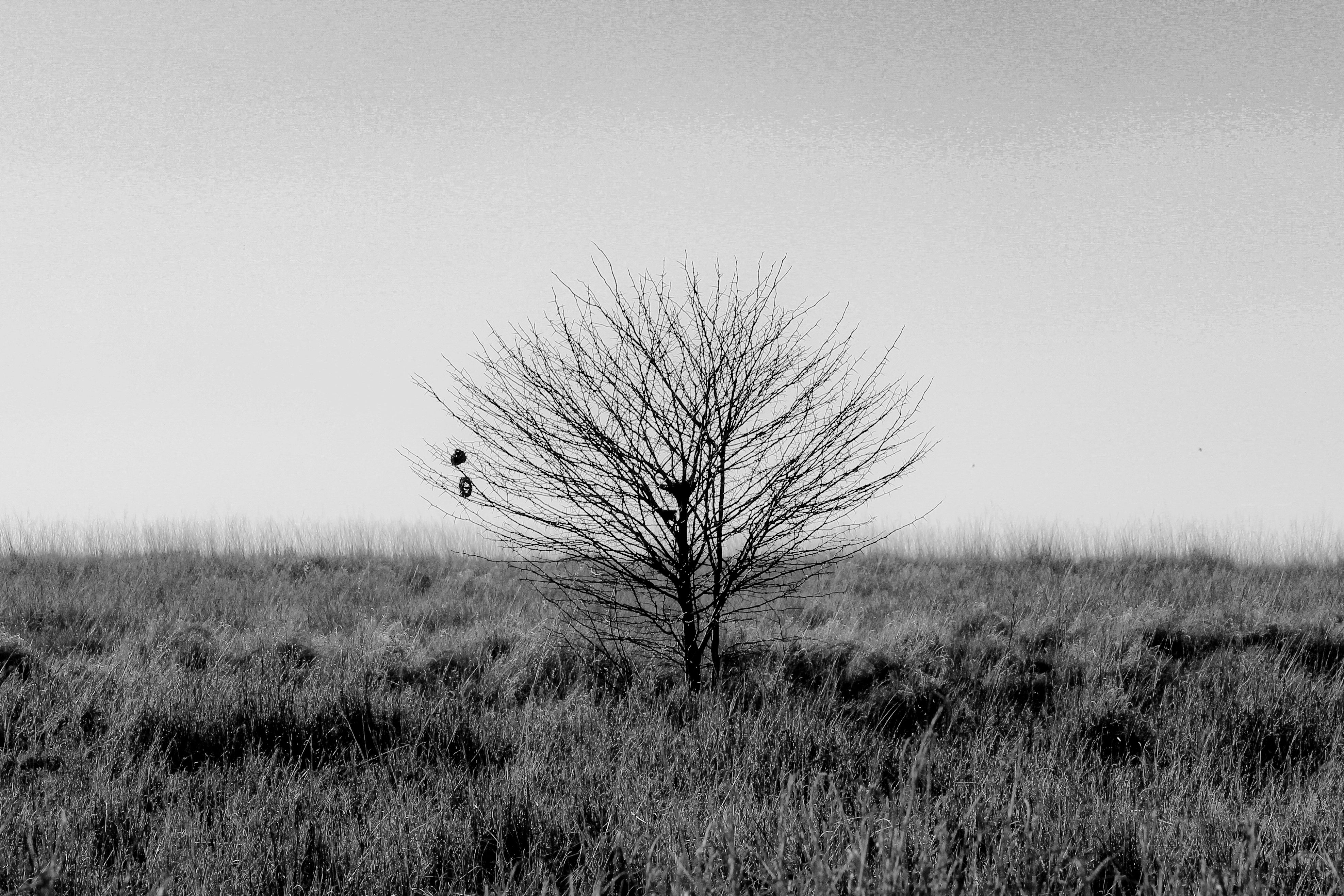 Dead Trees on Brown Grass Field · Free Stock Photo