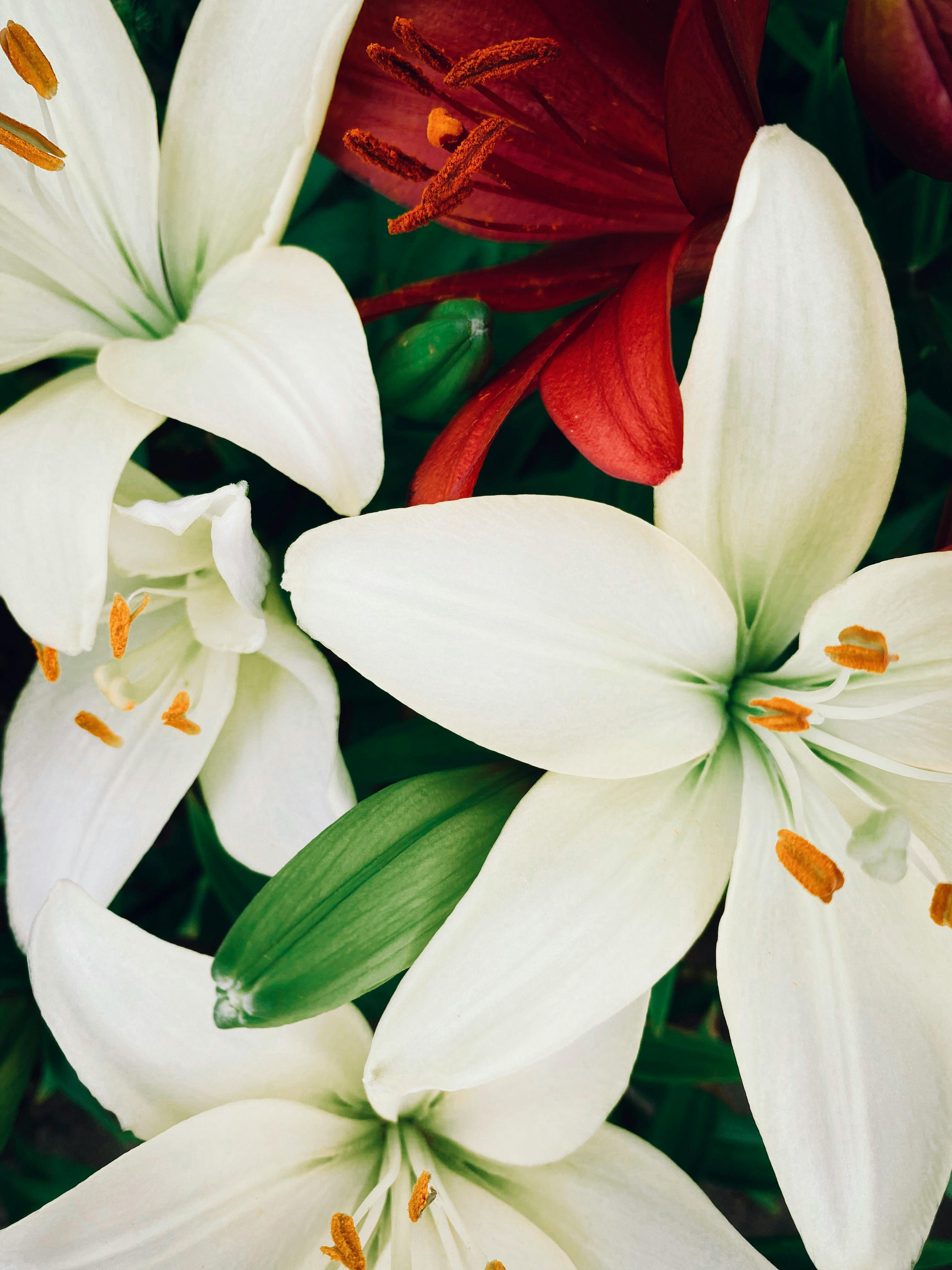 White Flower · Free Stock Photo