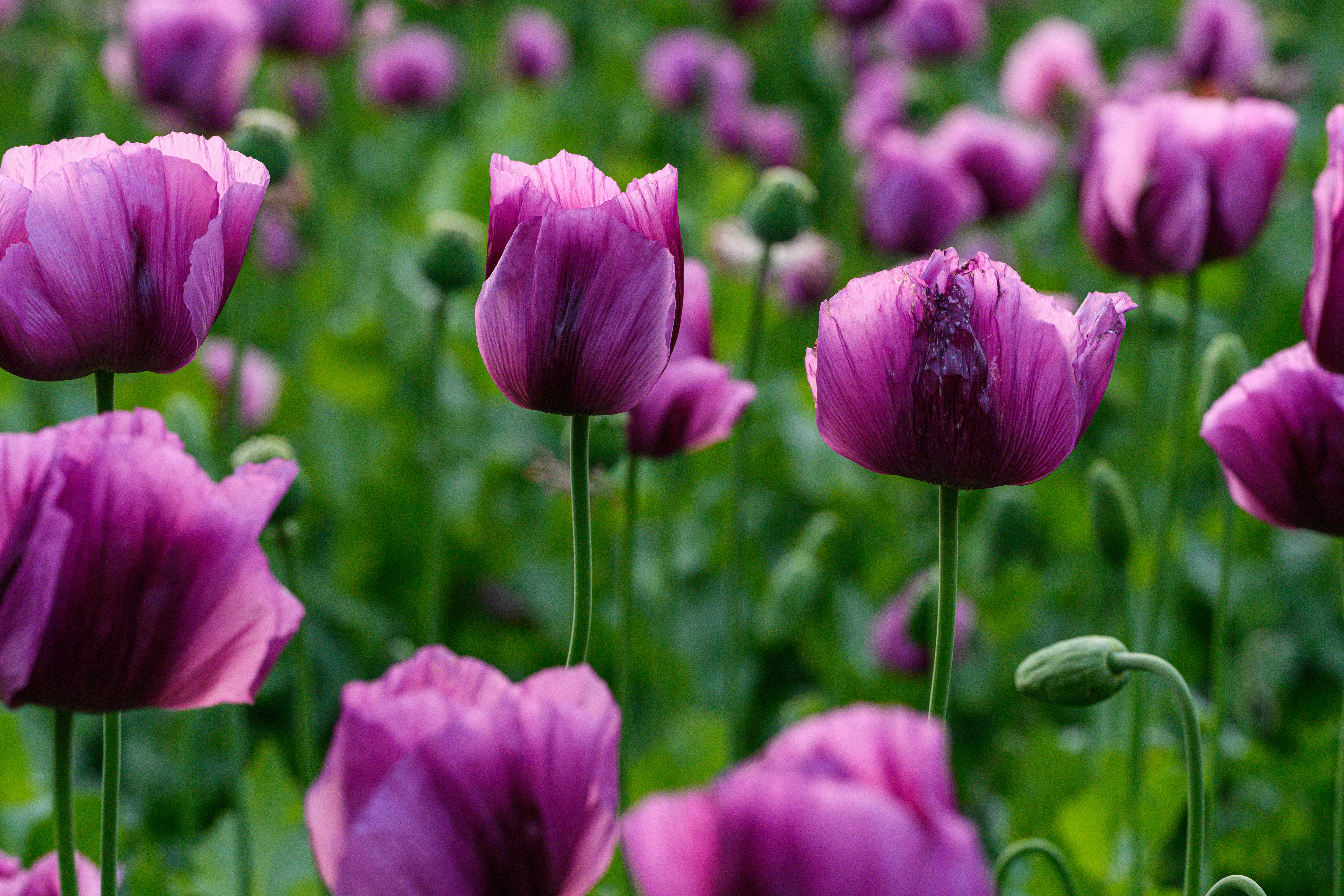 Close-Up Shot of Blooming Hungarian Blue Opium Poppy Flowers · Free ...