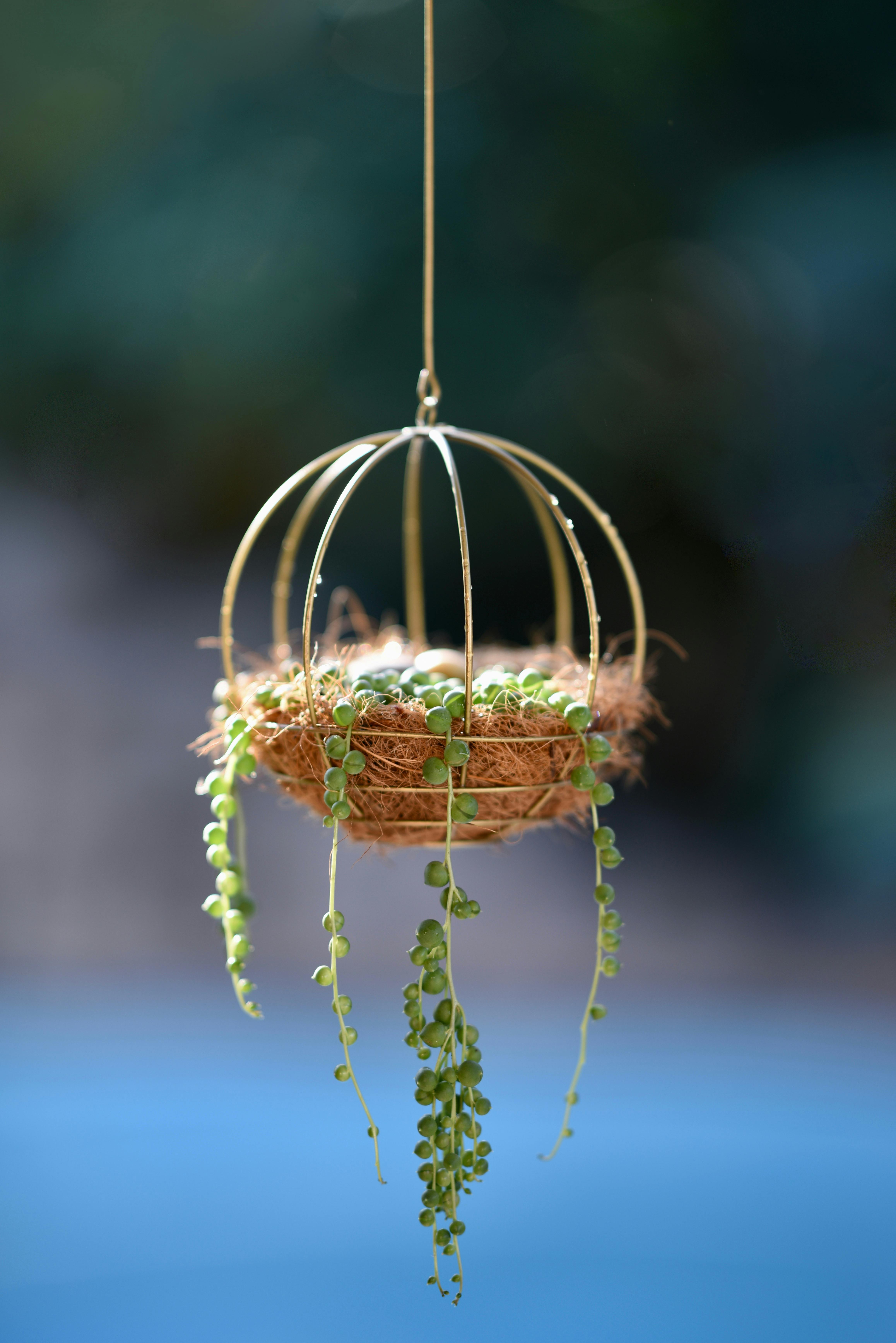 Sudarshan Plant Photos, Download Free Sudarshan Plant Stock Photos & HD ...