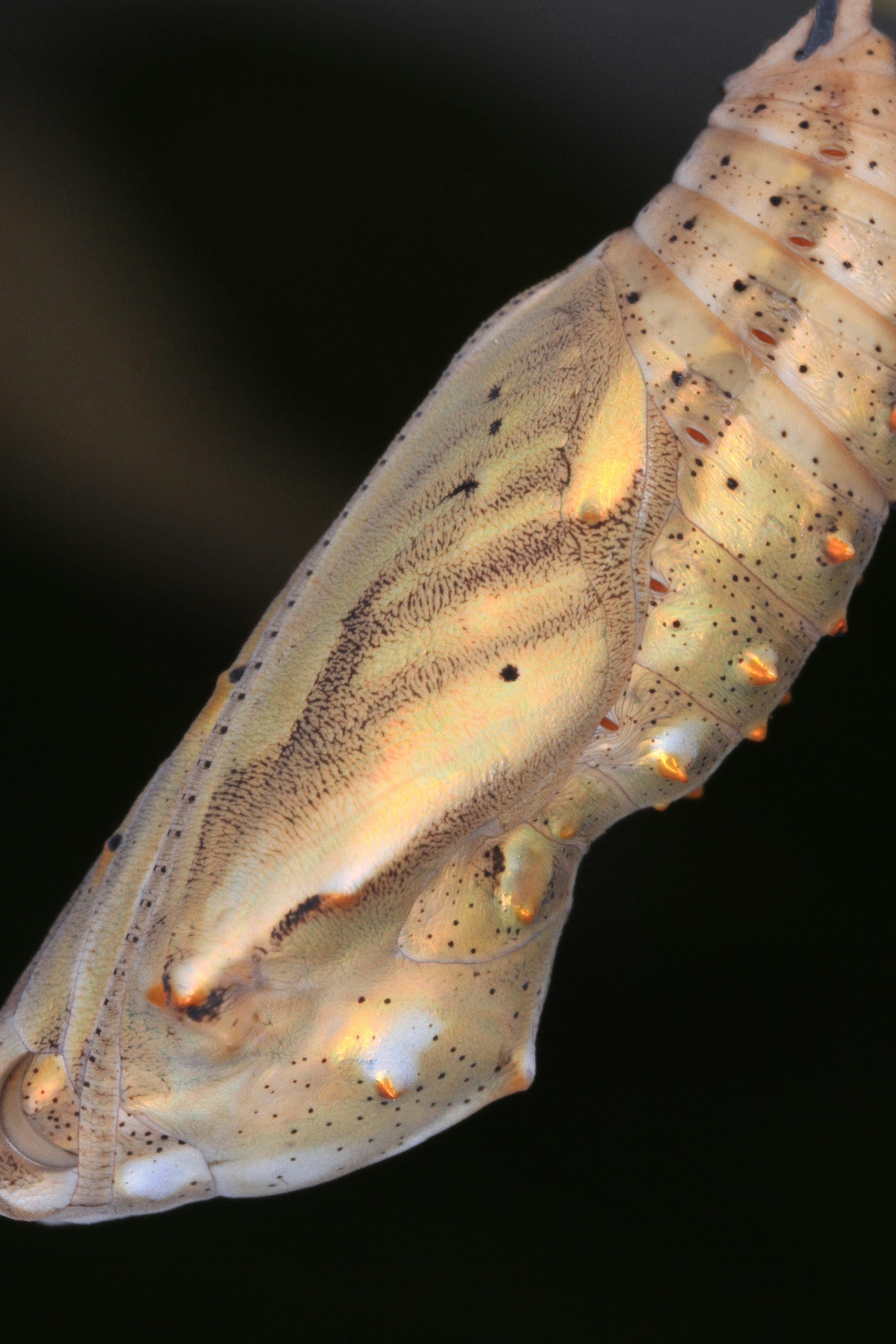 Yellow and Black Butterflies Cocoon · Free Stock Photo