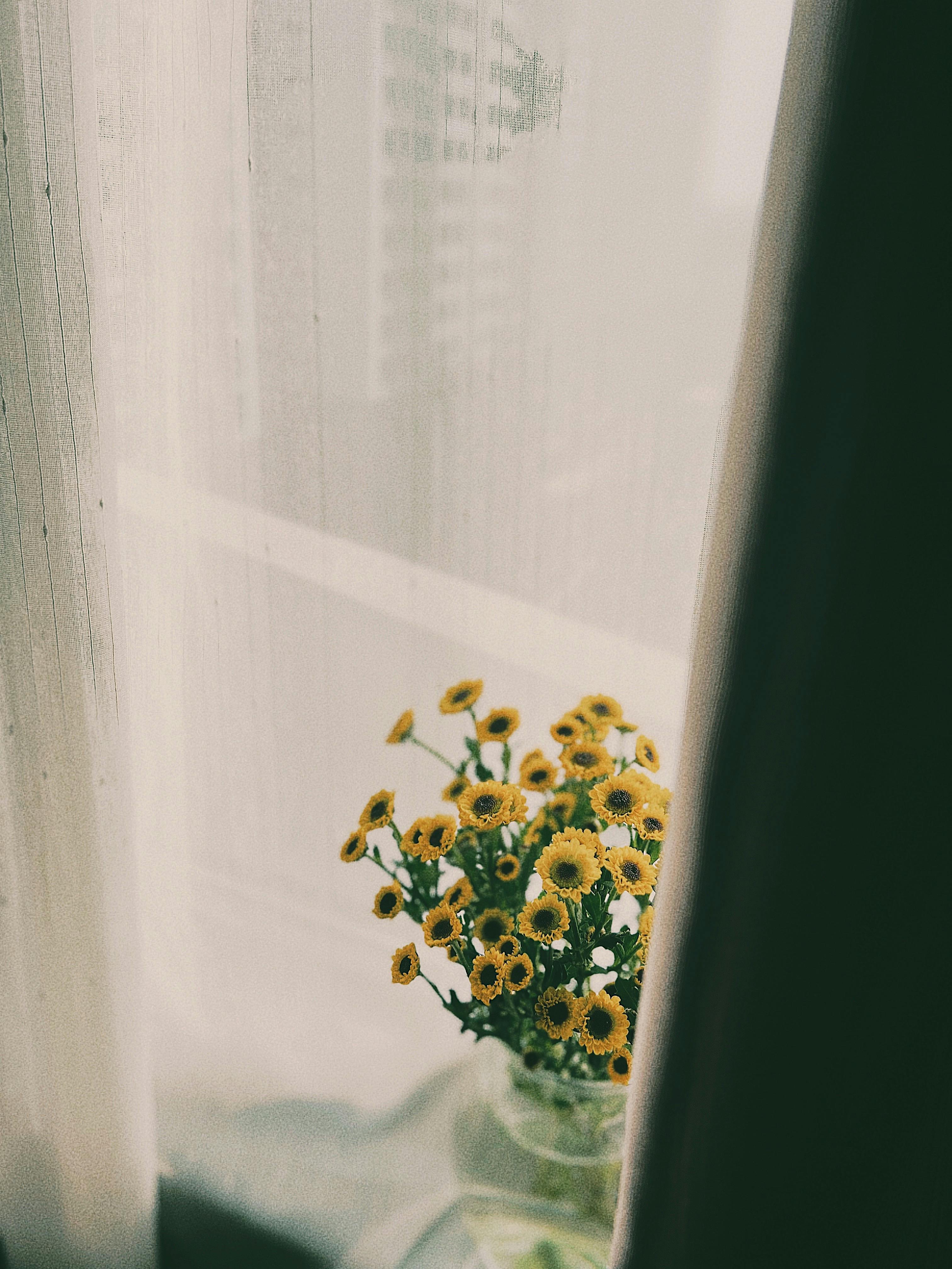 Flower Screensaver Photos, Download Free Flower Screensaver Stock ...