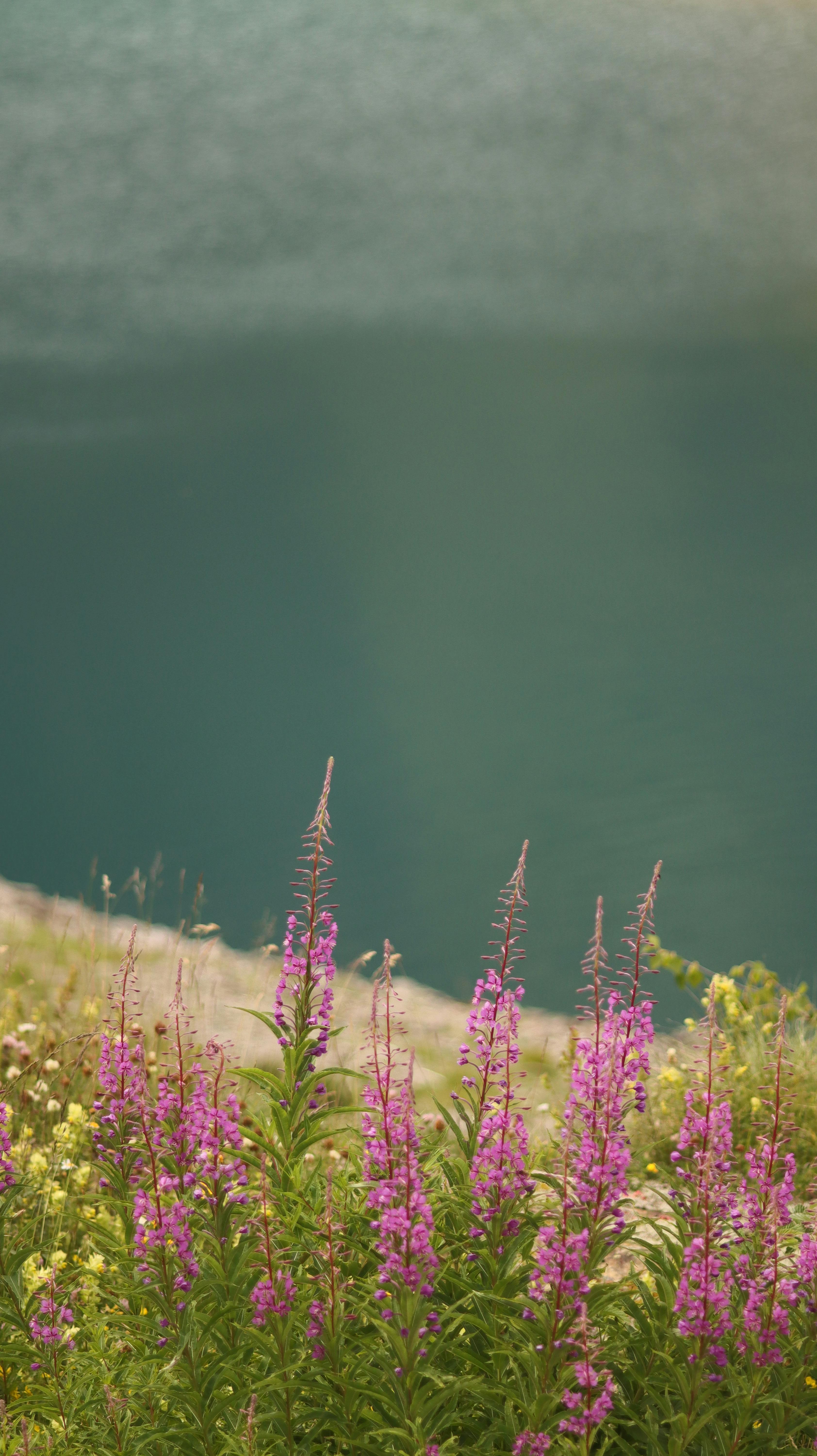 Fireweed Photos, Download The BEST Free Fireweed Stock Photos & HD Images