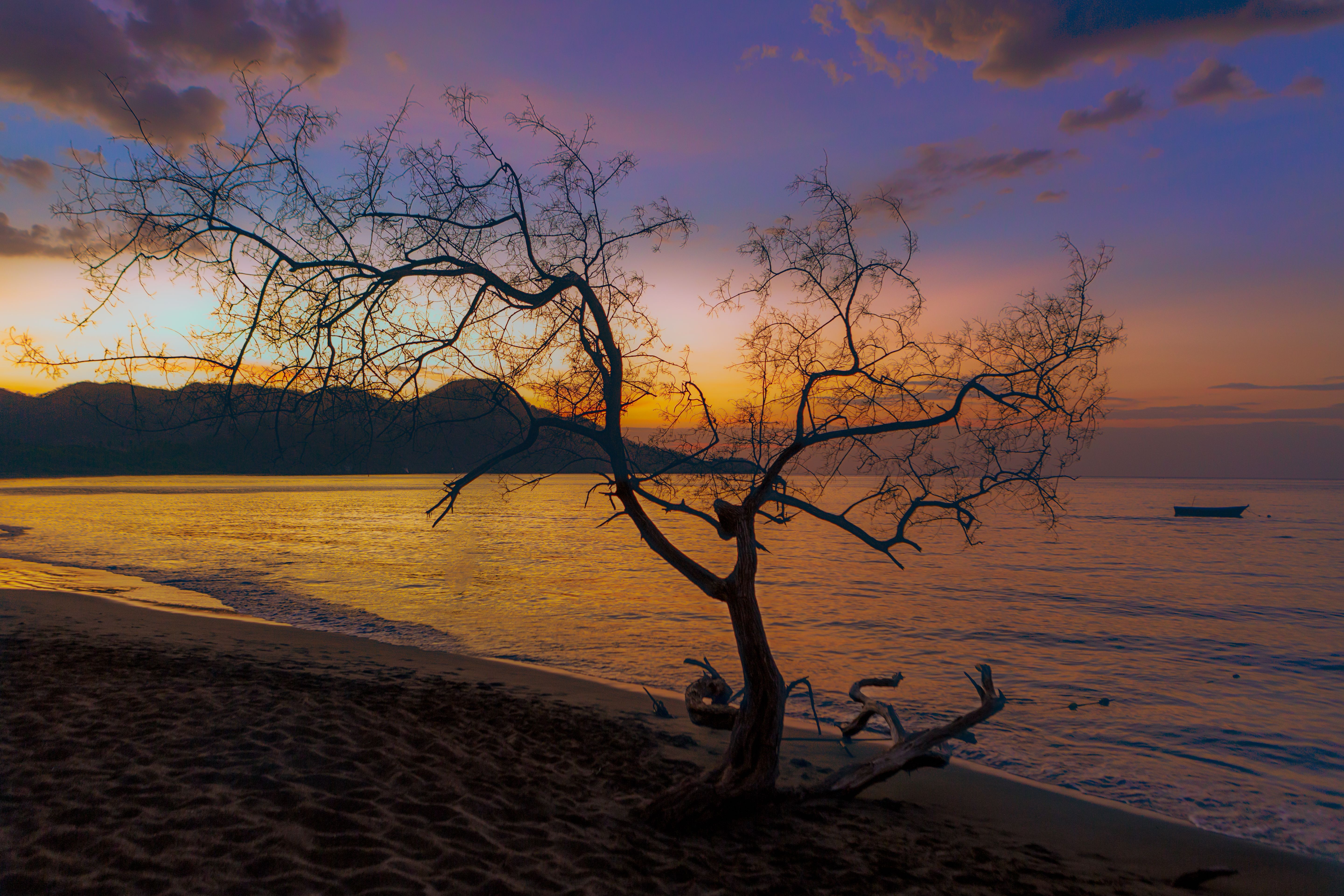 Leafless Tree on Beach Shore during Sunset · Free Stock Photo