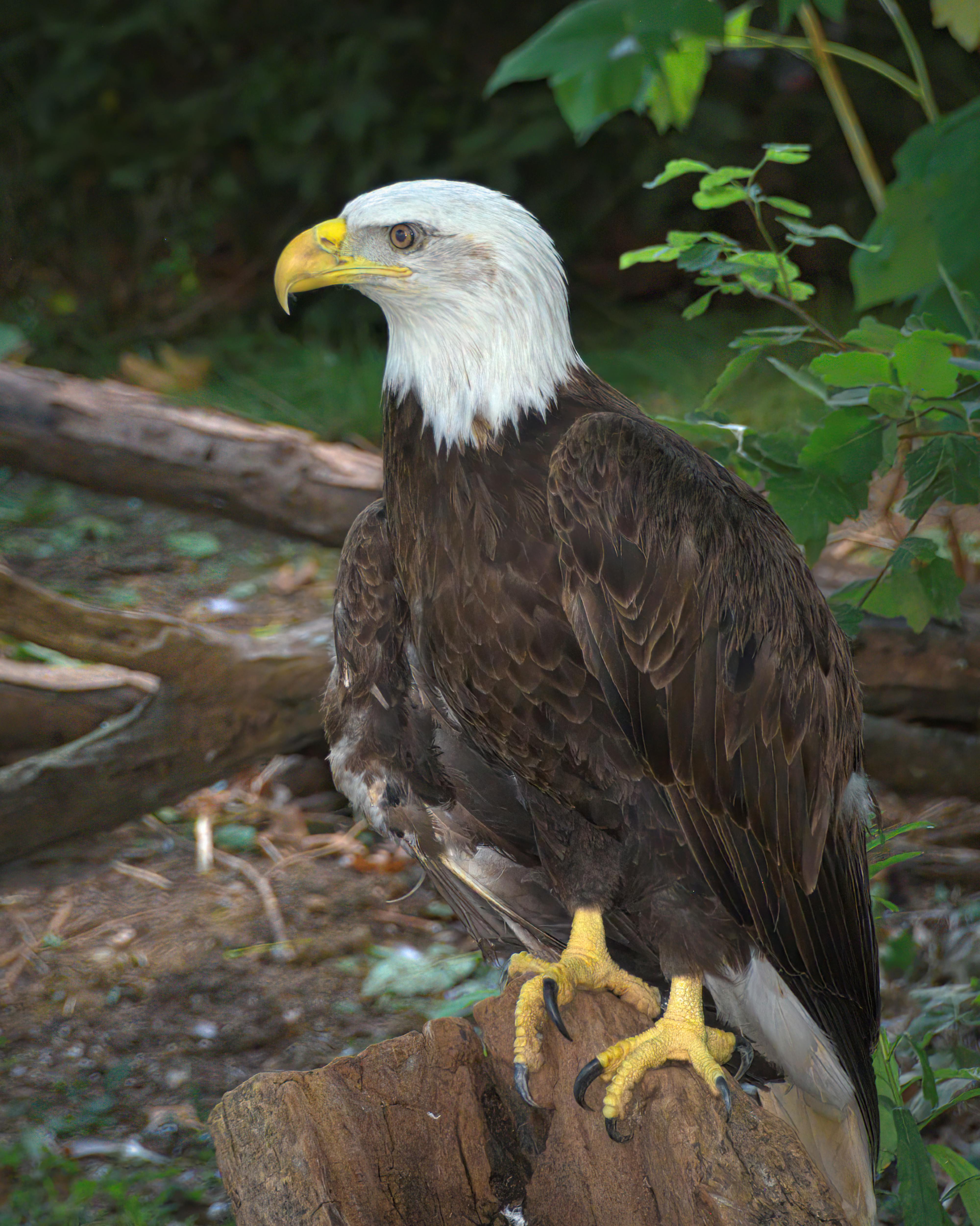 Close Up Photo of an Eagle · Free Stock Photo