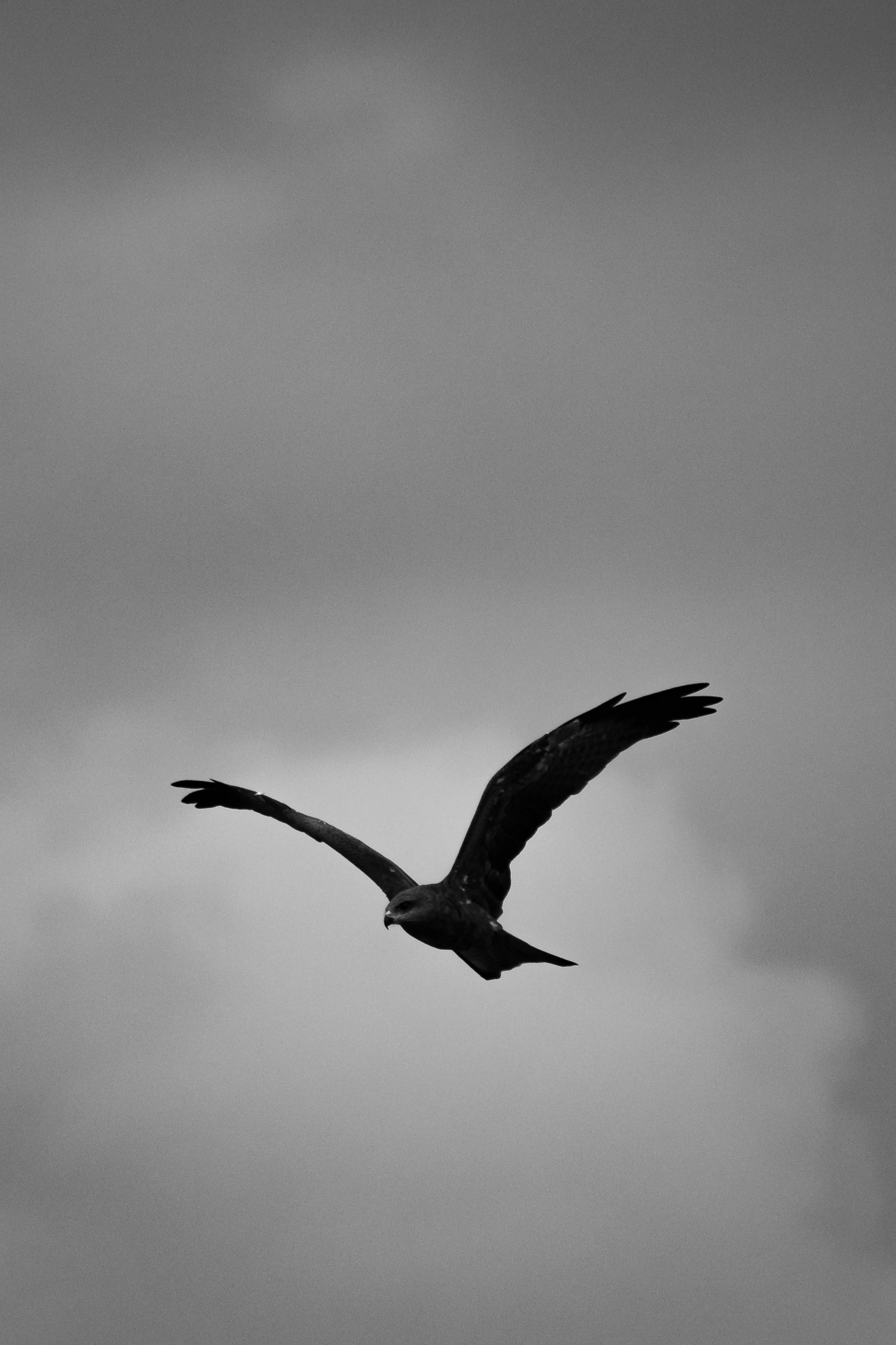 Grayscale Photo of Bird Flying · Free Stock Photo