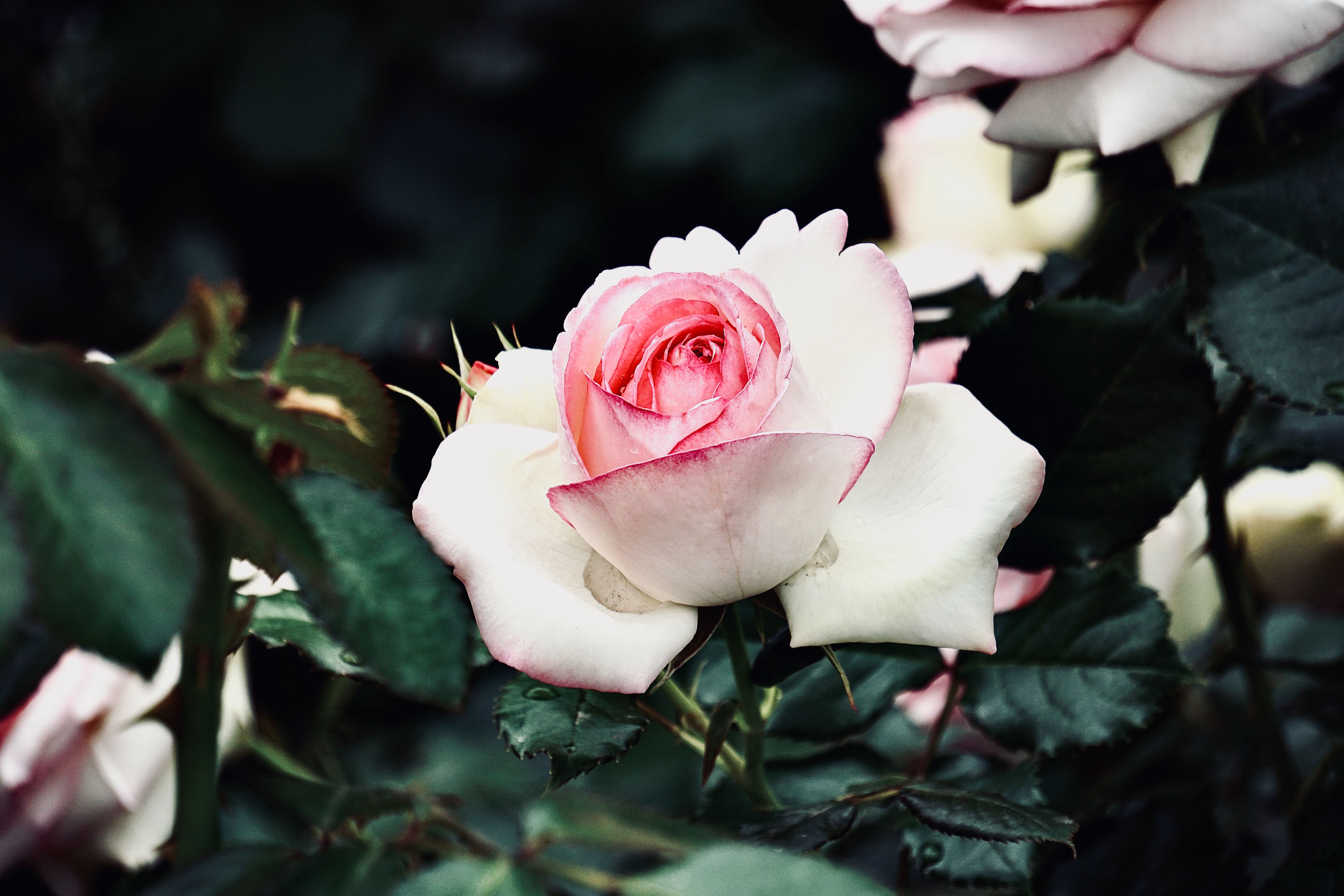 Close Up Photography of White Rose in Bloom · Free Stock Photo