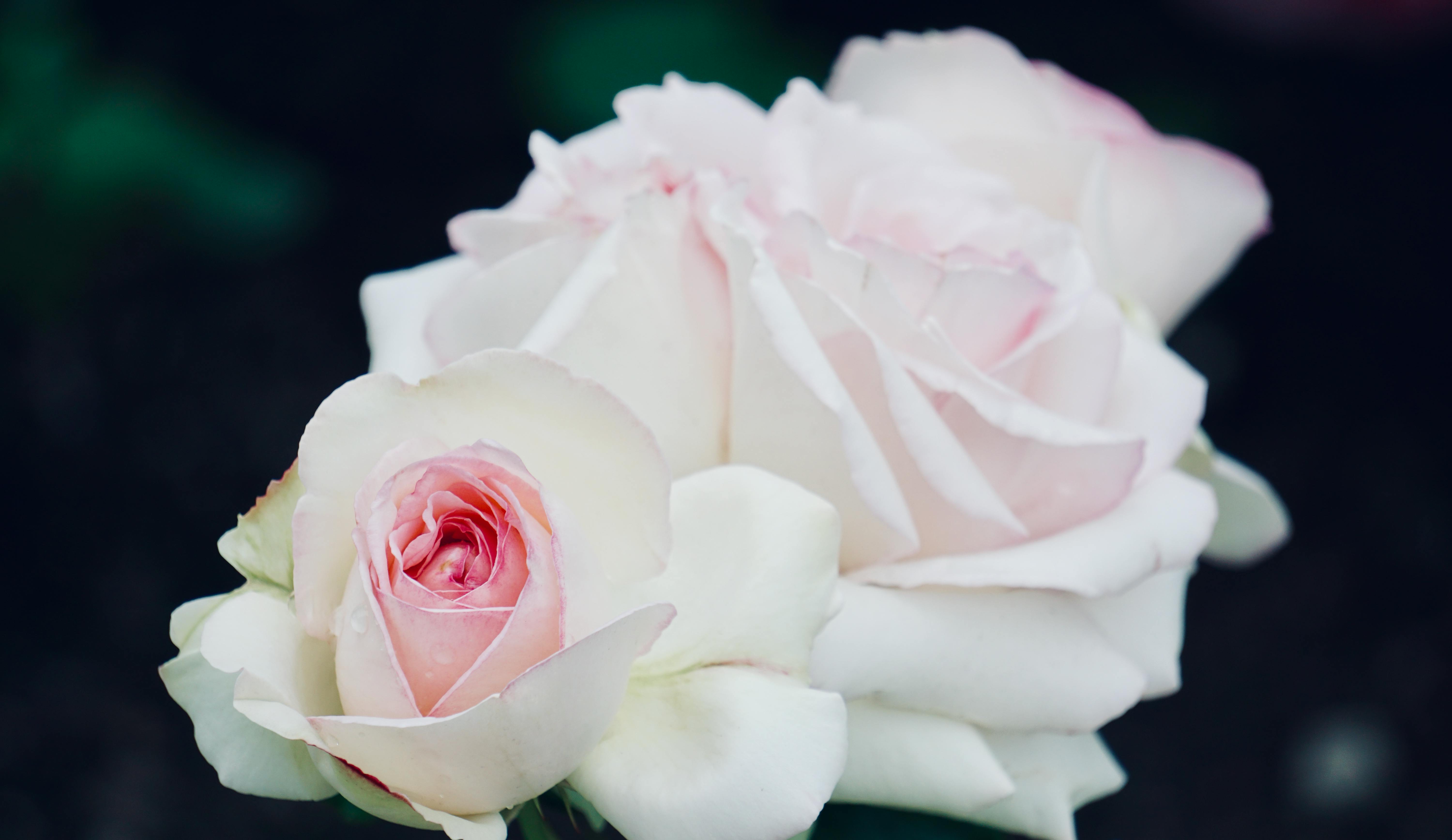 Close-Up Shot of White Roses · Free Stock Photo