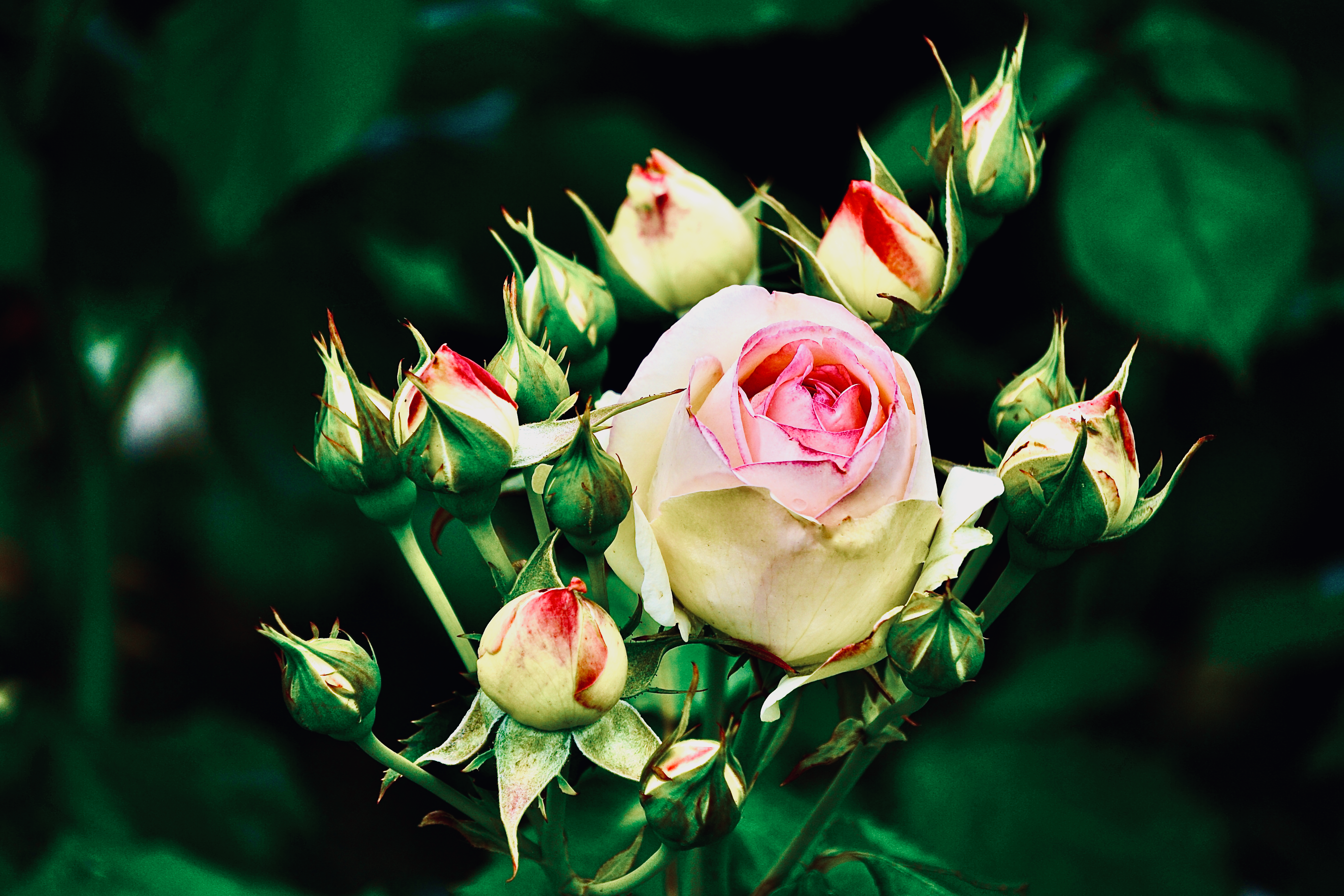 Red and White Rose and Rose Buds in Close Up Photography · Free Stock Photo