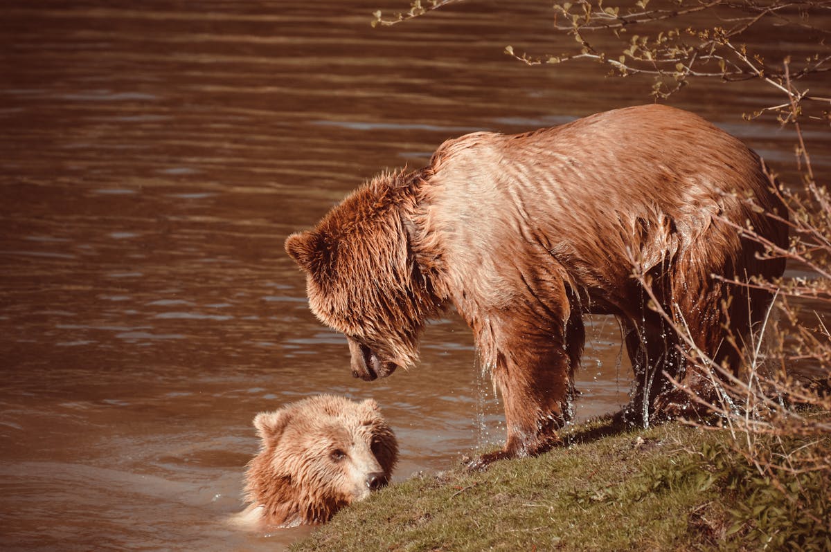 The Last Grizzly Bear in California: A Fading Legacy