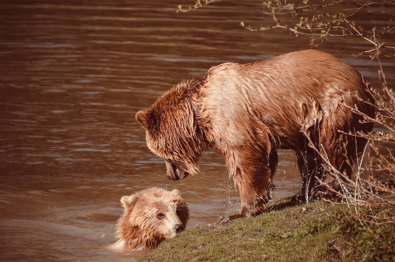 The Last Grizzly Bear in California: A Fading Legacy
