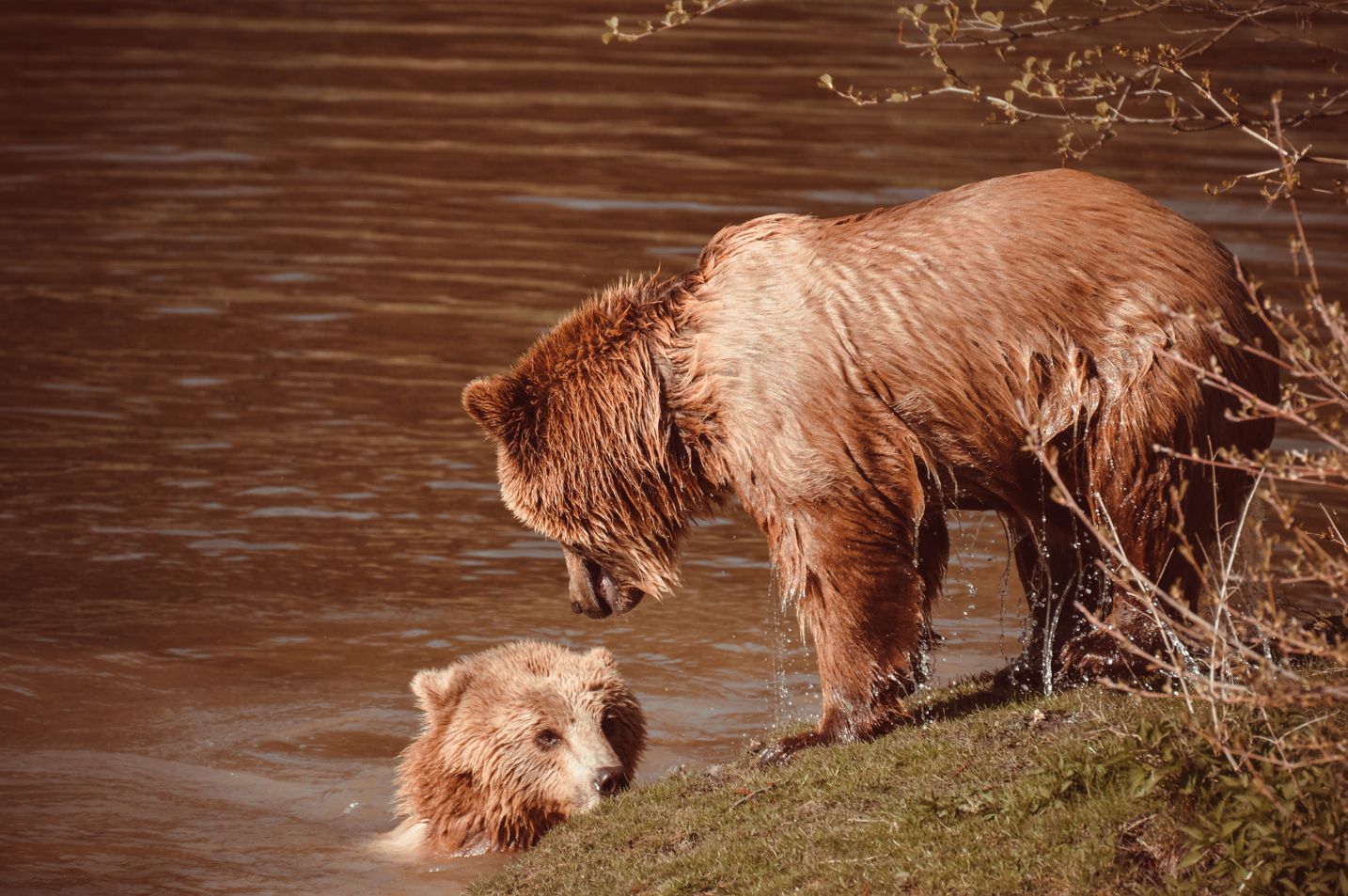 The Last Grizzly Bear in California: A Fading Legacy