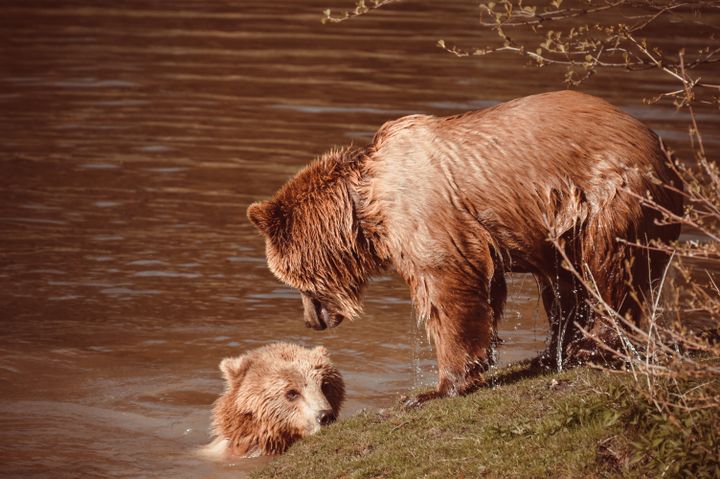 The Last Grizzly Bear in California: A Fading Legacy