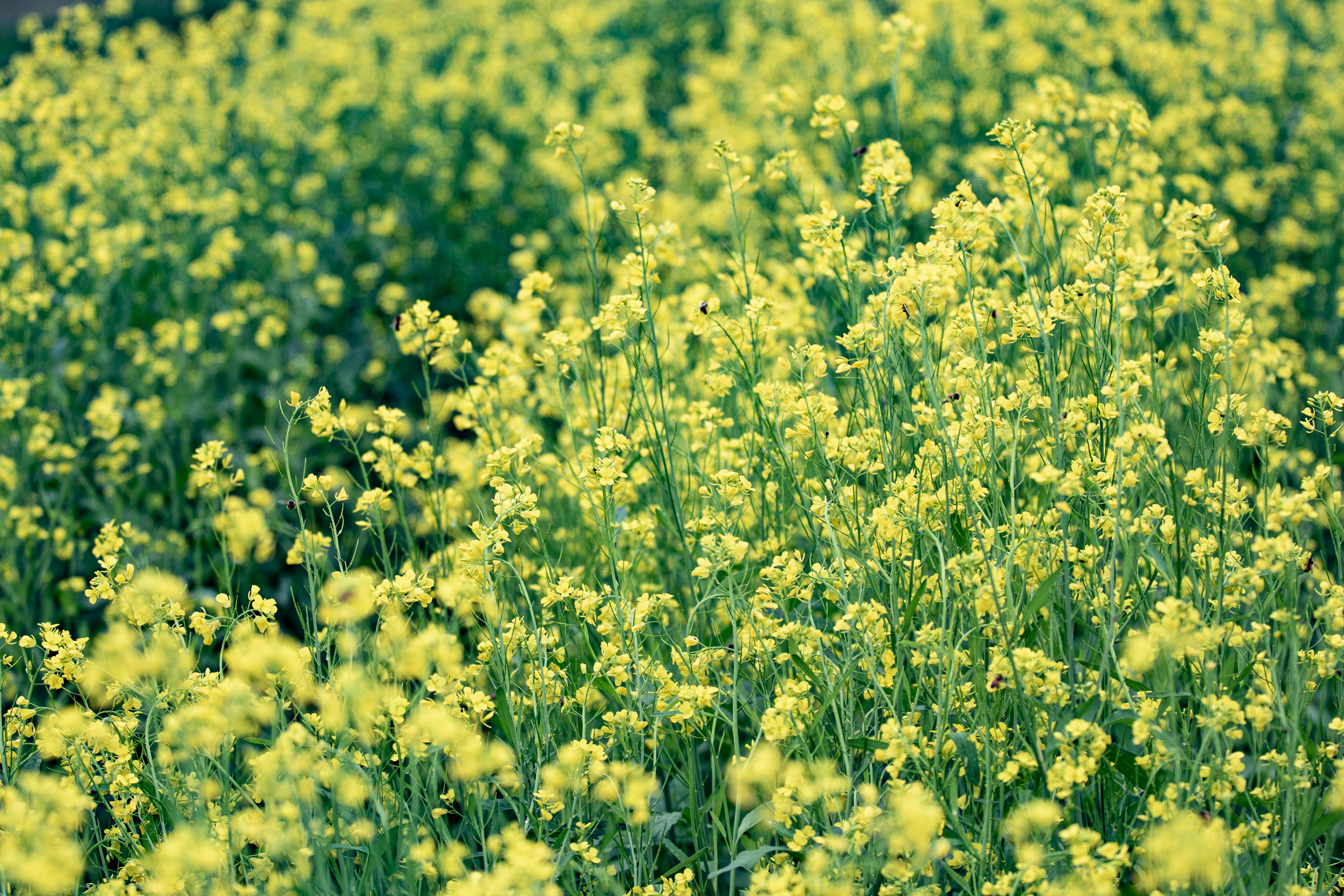 Colza Seeds Photos, Download The BEST Free Colza Seeds Stock Photos ...