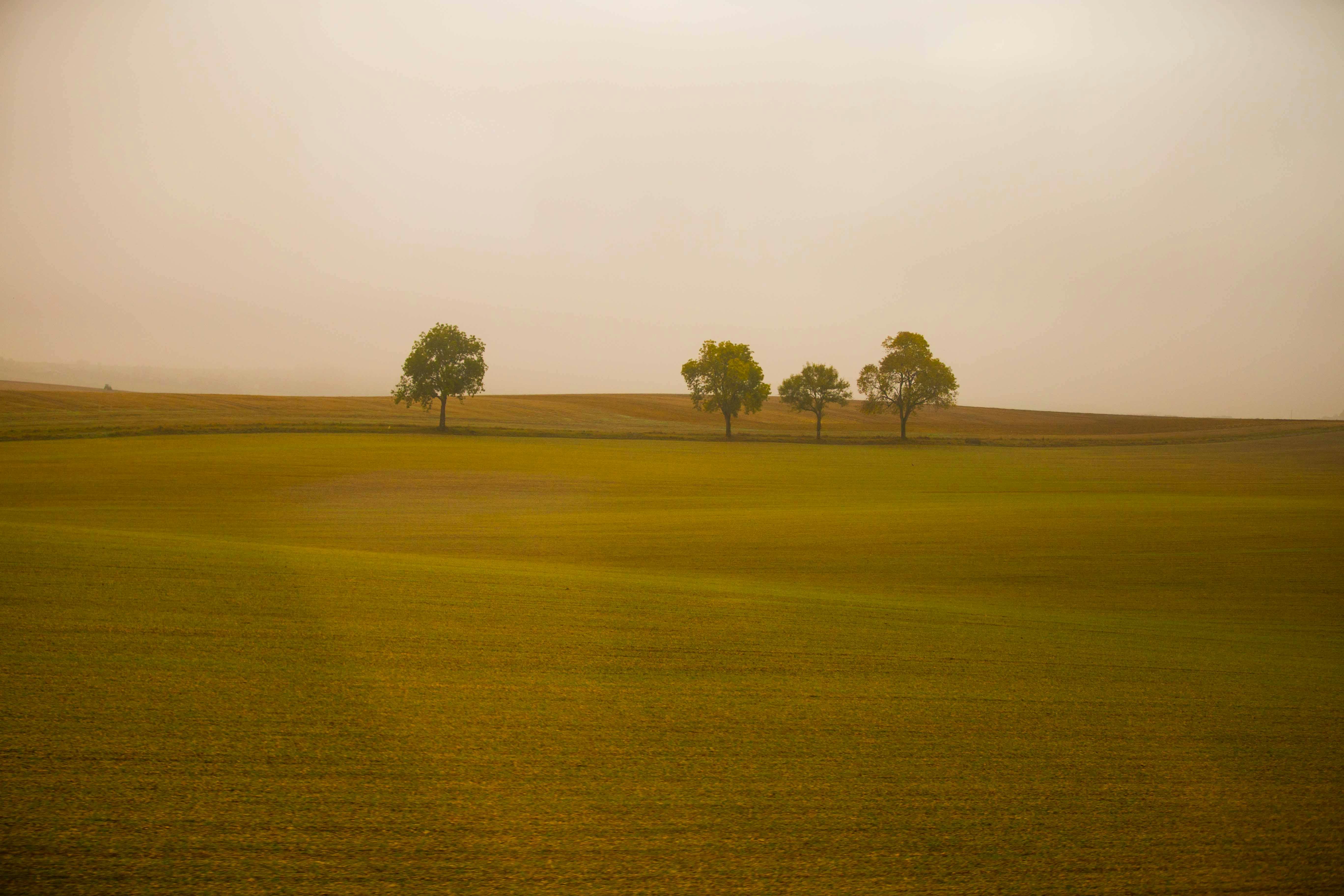 Green Grass Field With Trees · Free Stock Photo