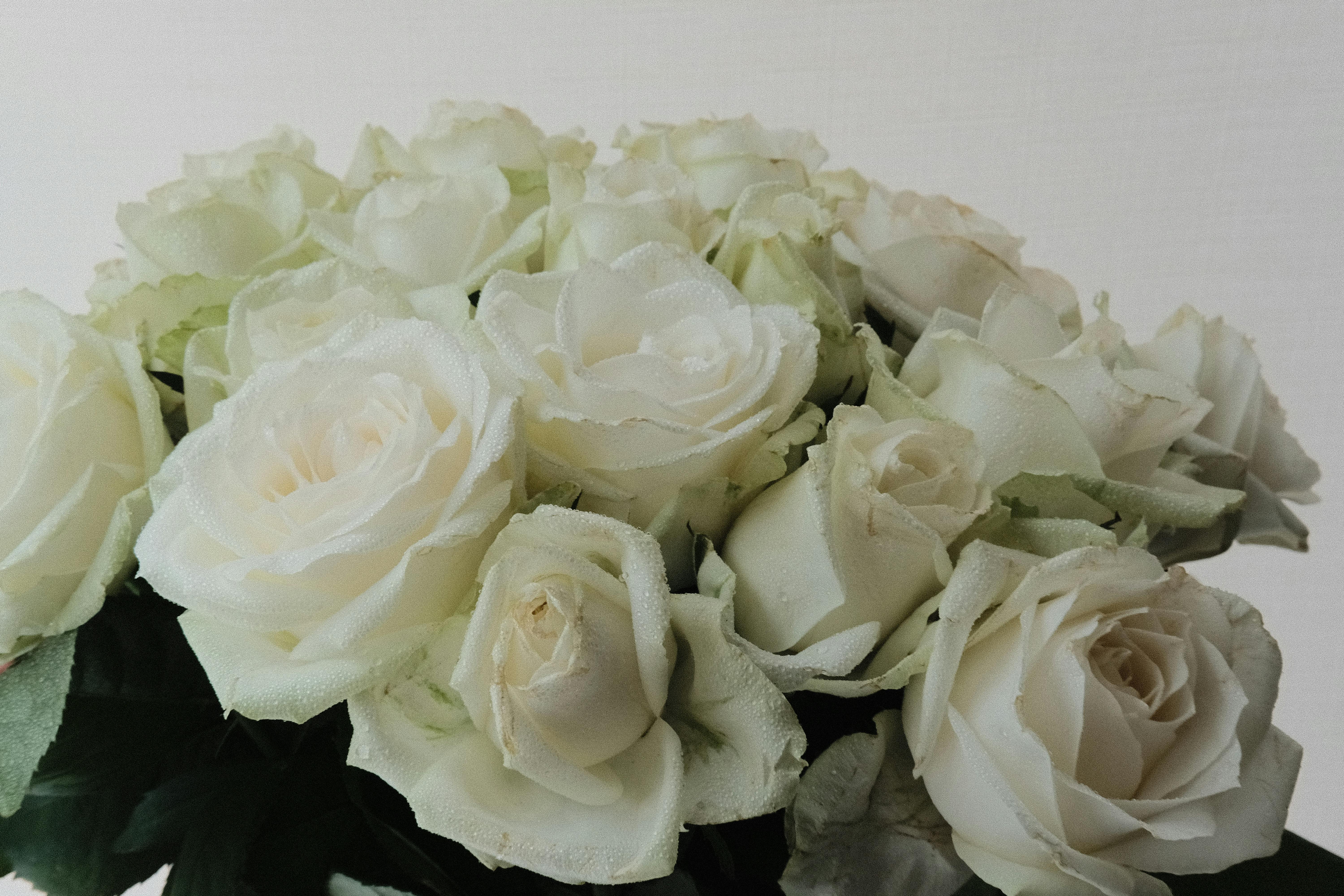 White Roses in Close Up Photography · Free Stock Photo