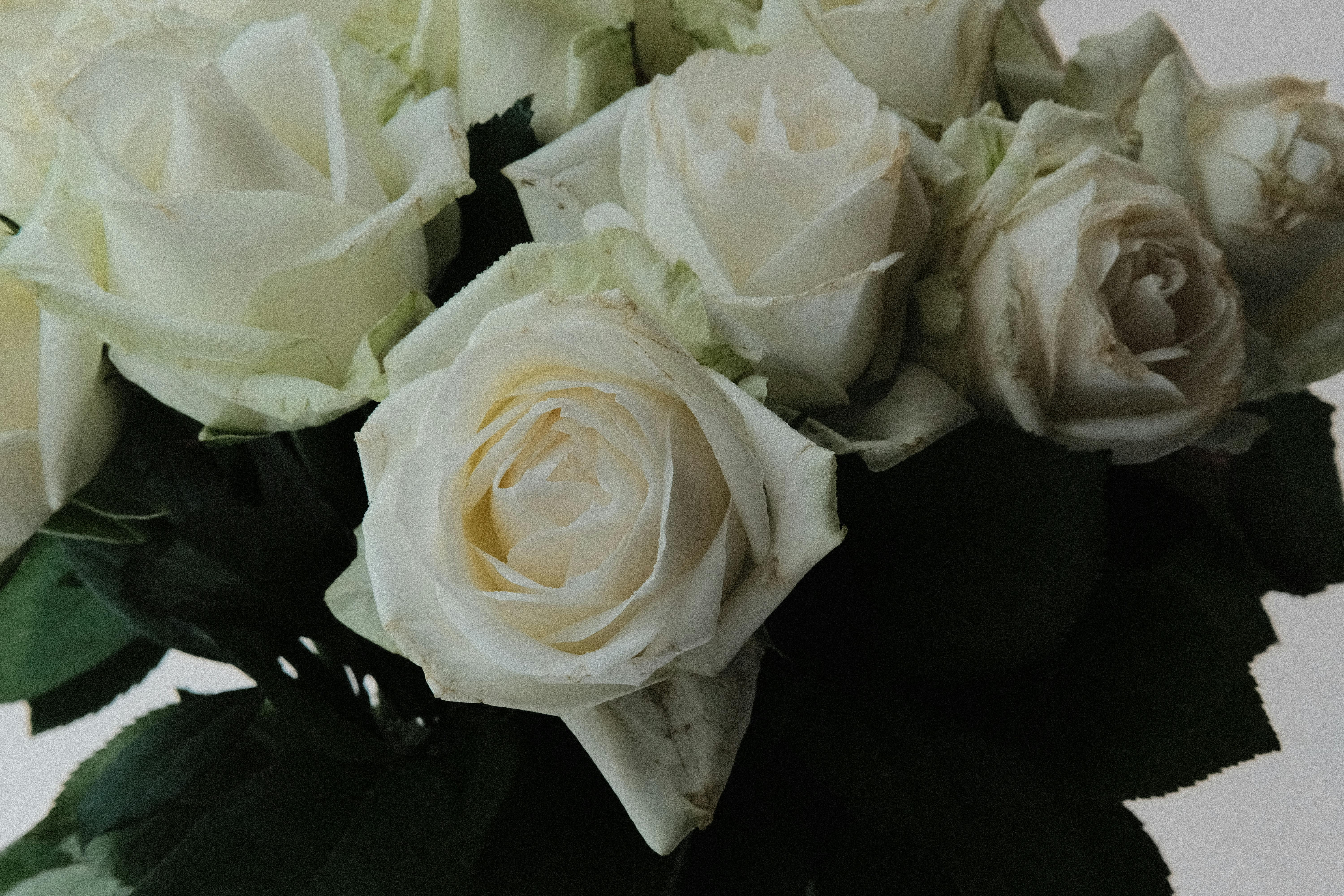 A Bouquet of White Roses in Close-up Shot · Free Stock Photo