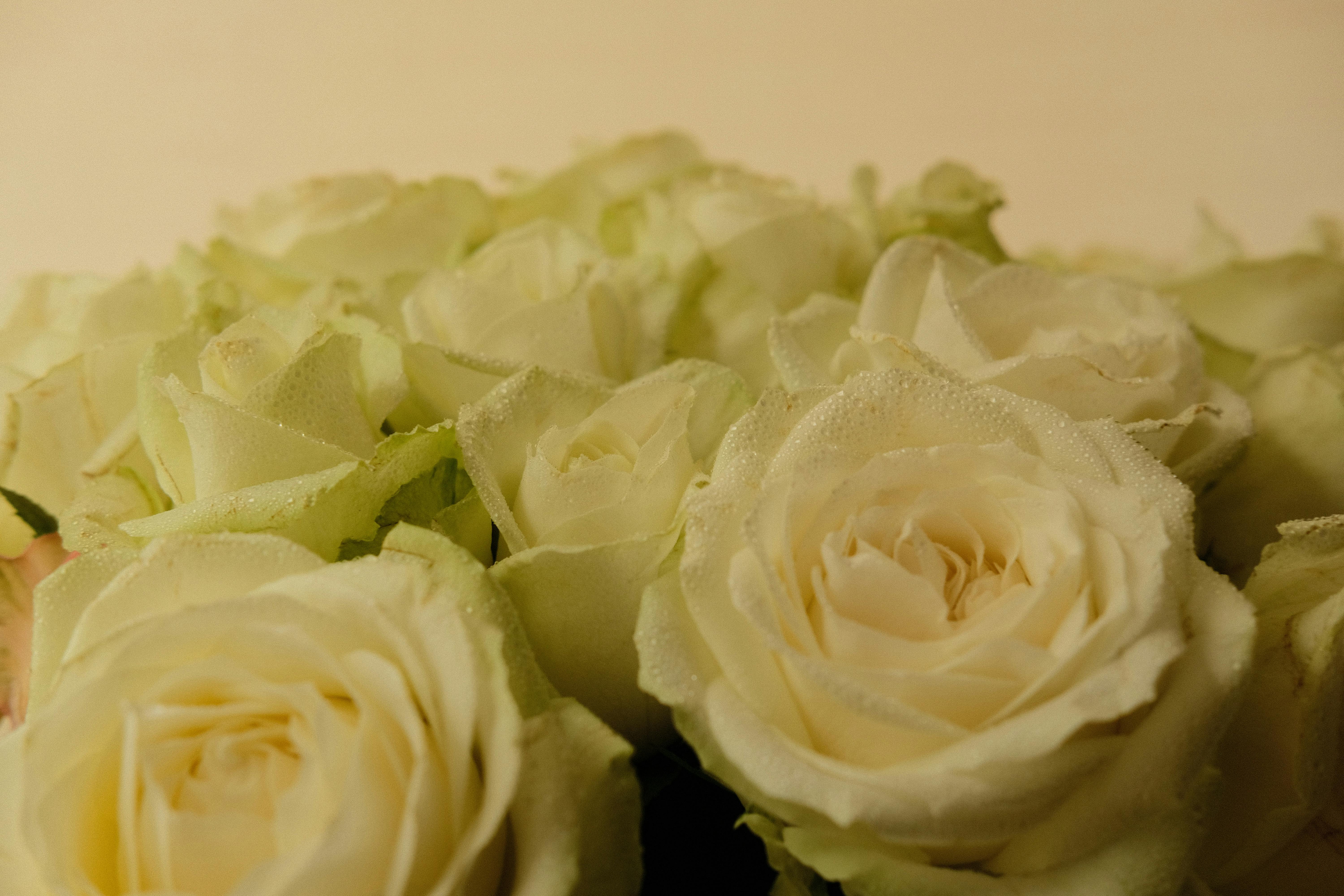 Close-Up Shot of Blooming White Roses · Free Stock Photo