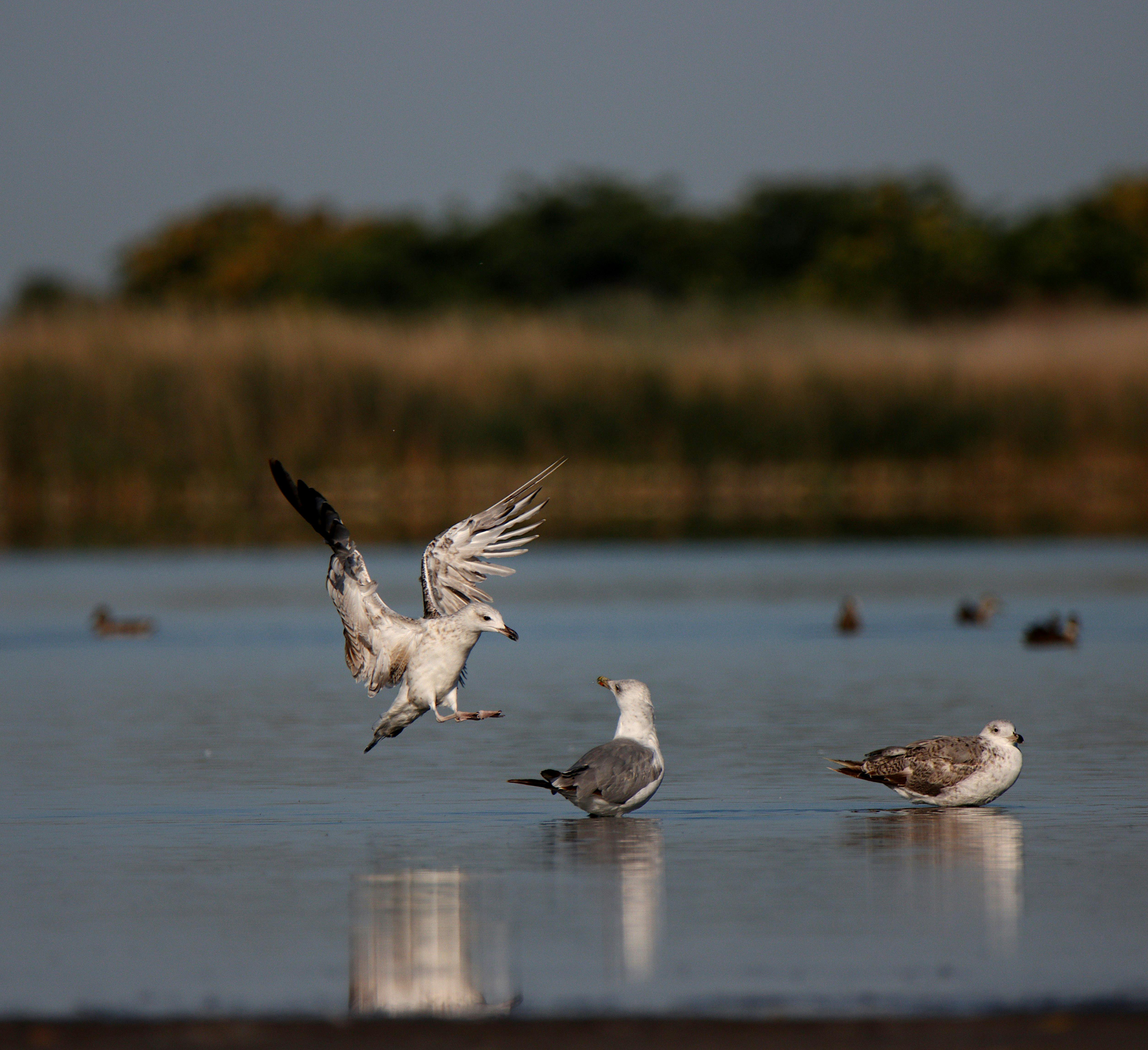 Birds Flying Over Water · Free Stock Photo