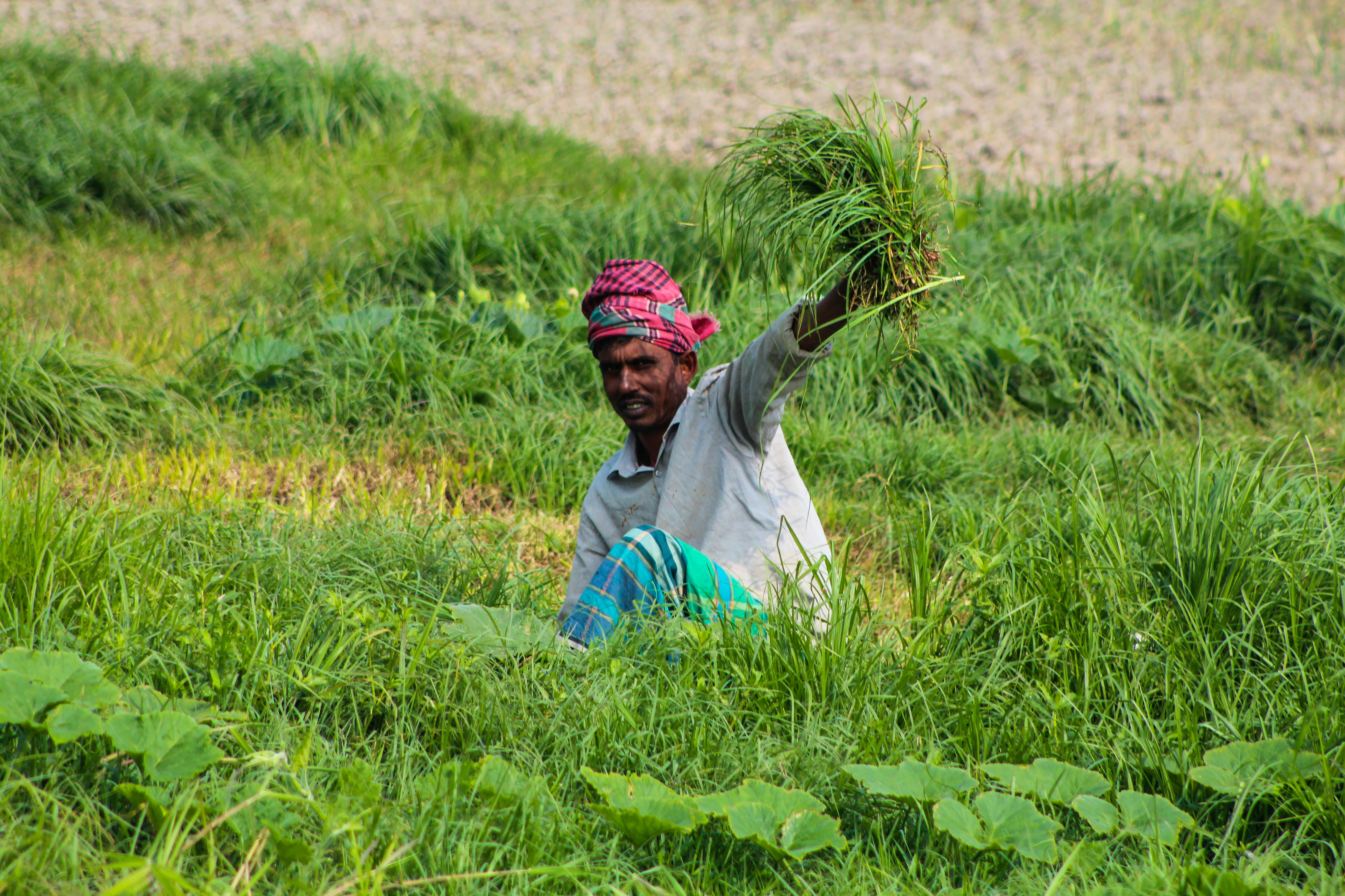 Bangladesh Agriculture Photos, Download The BEST Free Bangladesh ...
