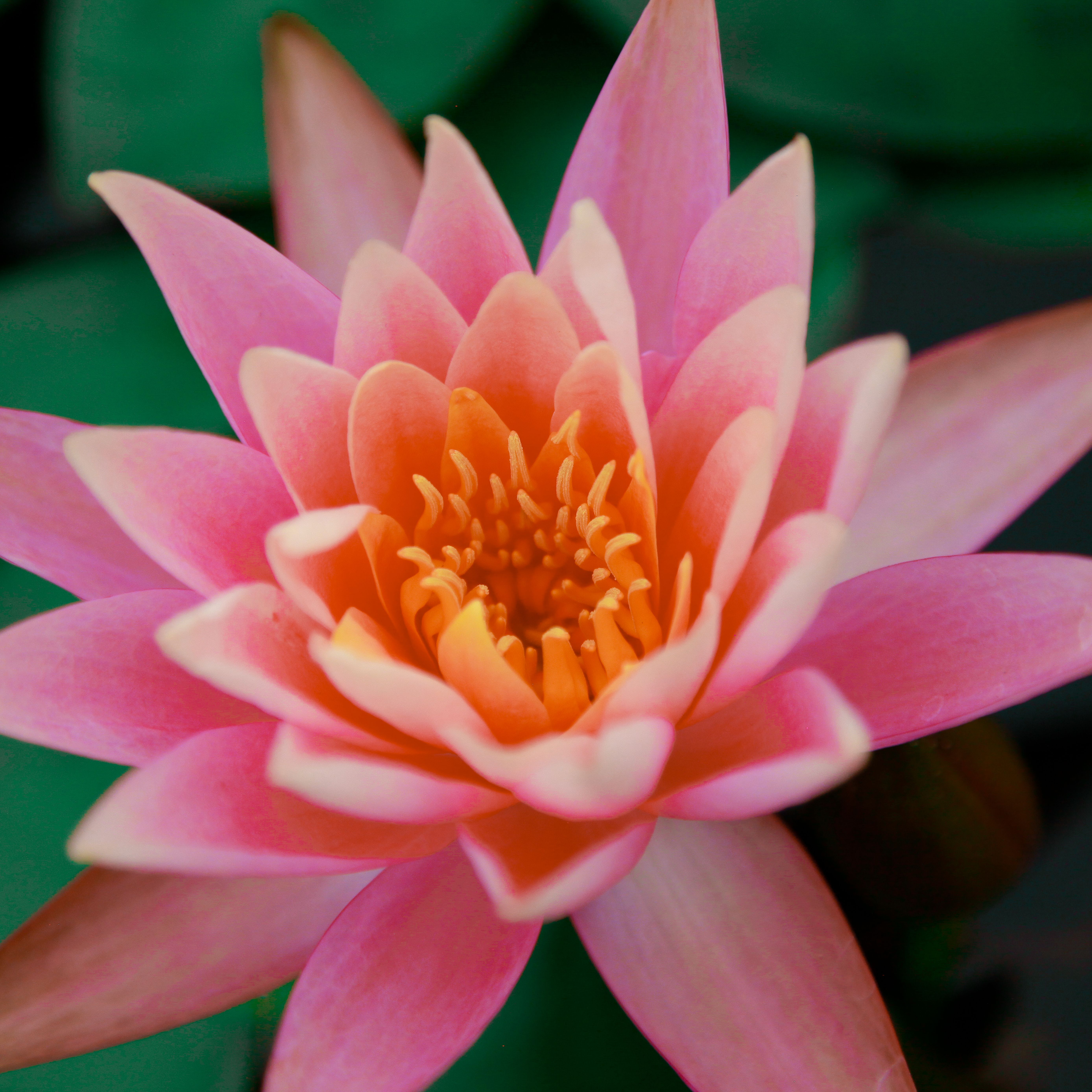 Close-Up Shot of a Water Lily · Free Stock Photo