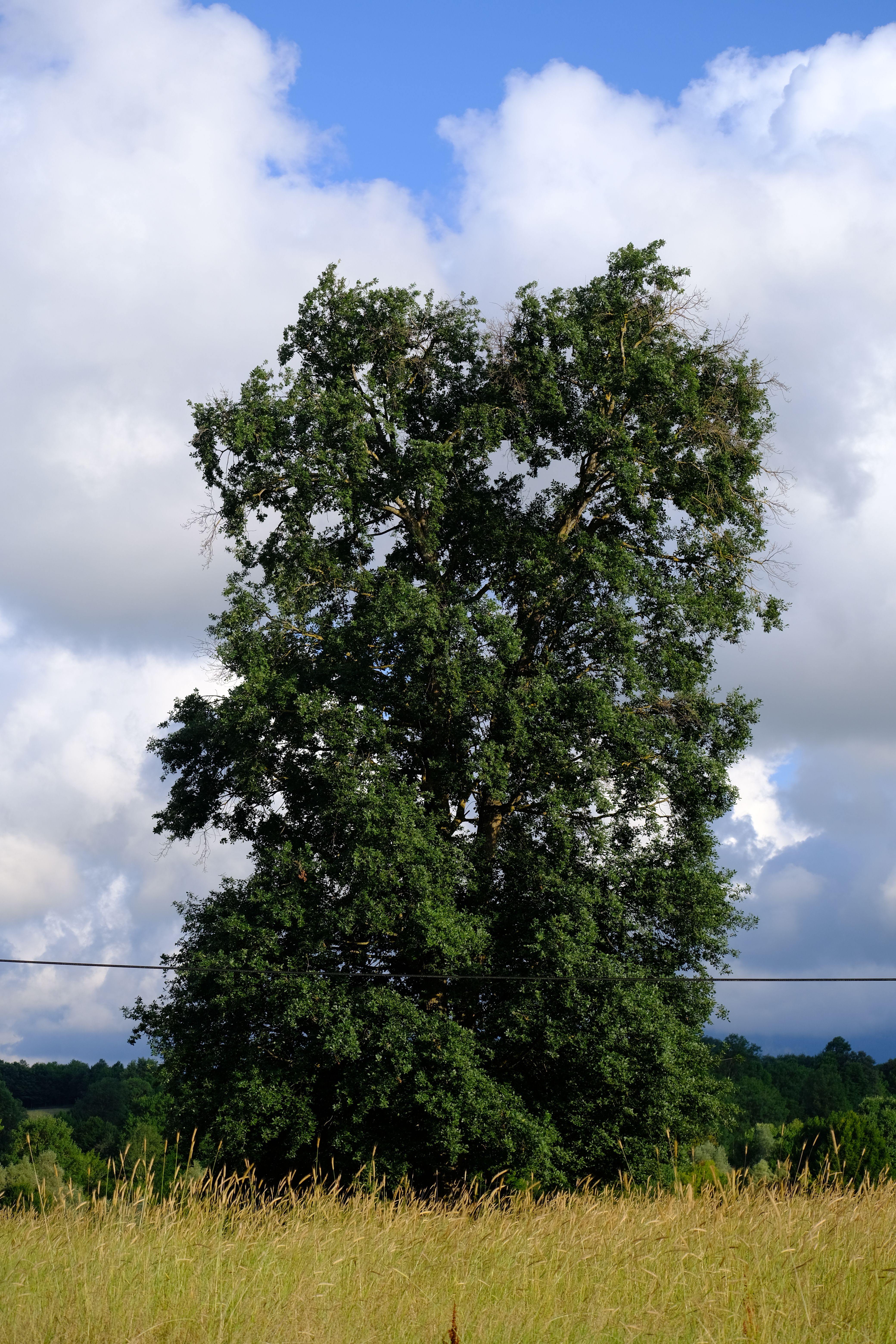Green Tree on Grass Field · Free Stock Photo