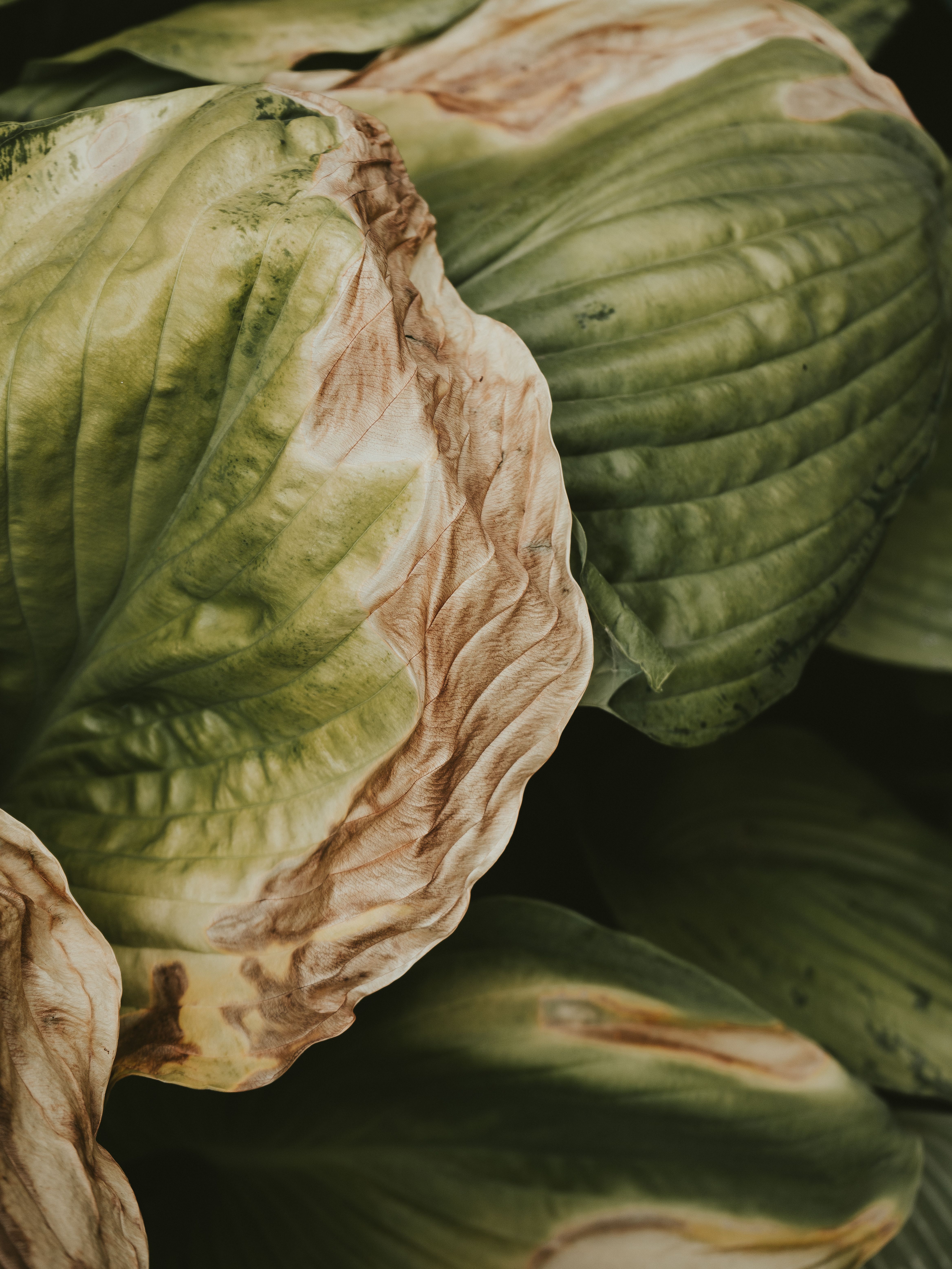 Wilted Vegetable Plants Photos, Download The BEST Free Wilted Vegetable ...