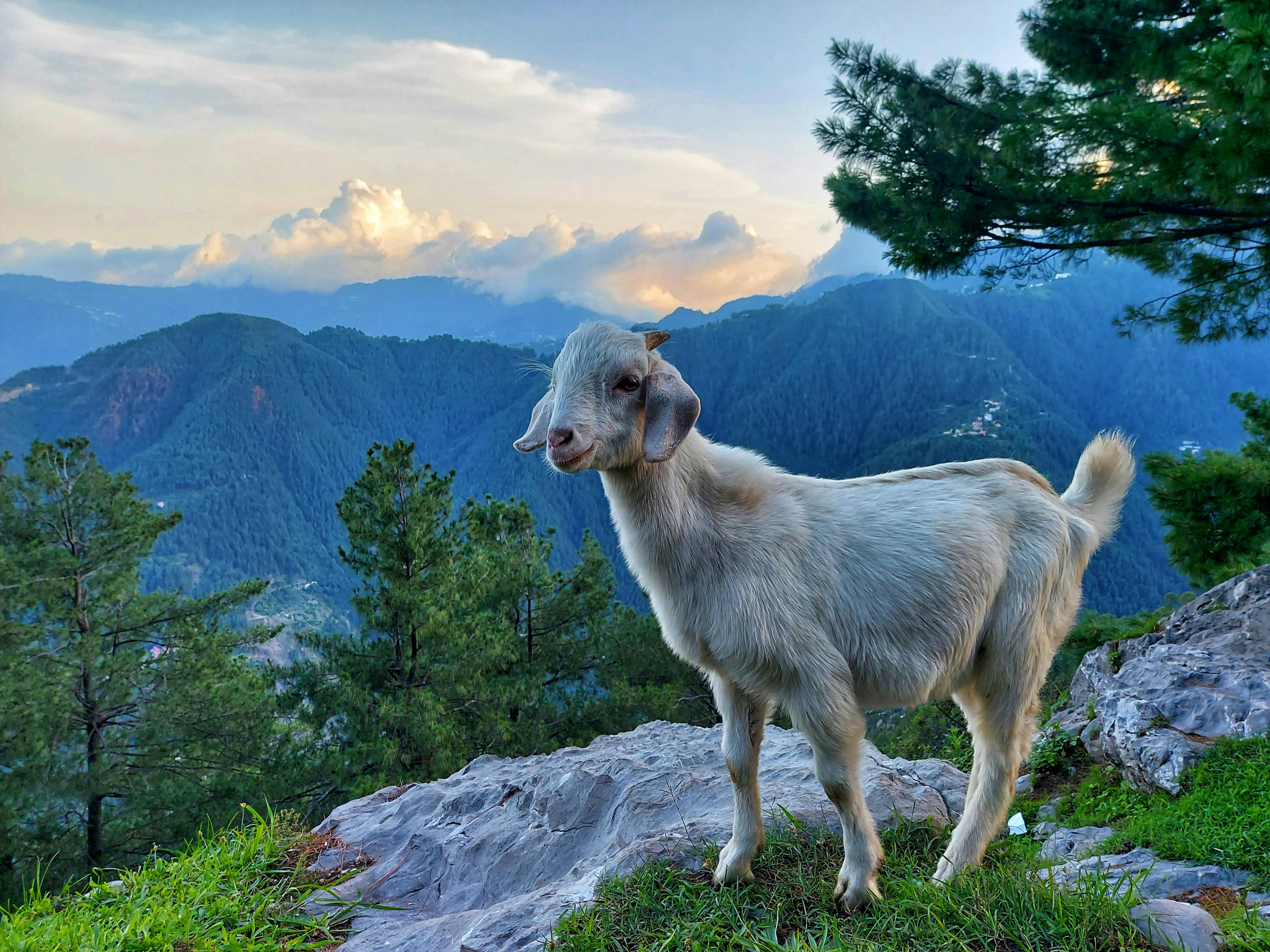 Photo of Goat on Grass · Free Stock Photo