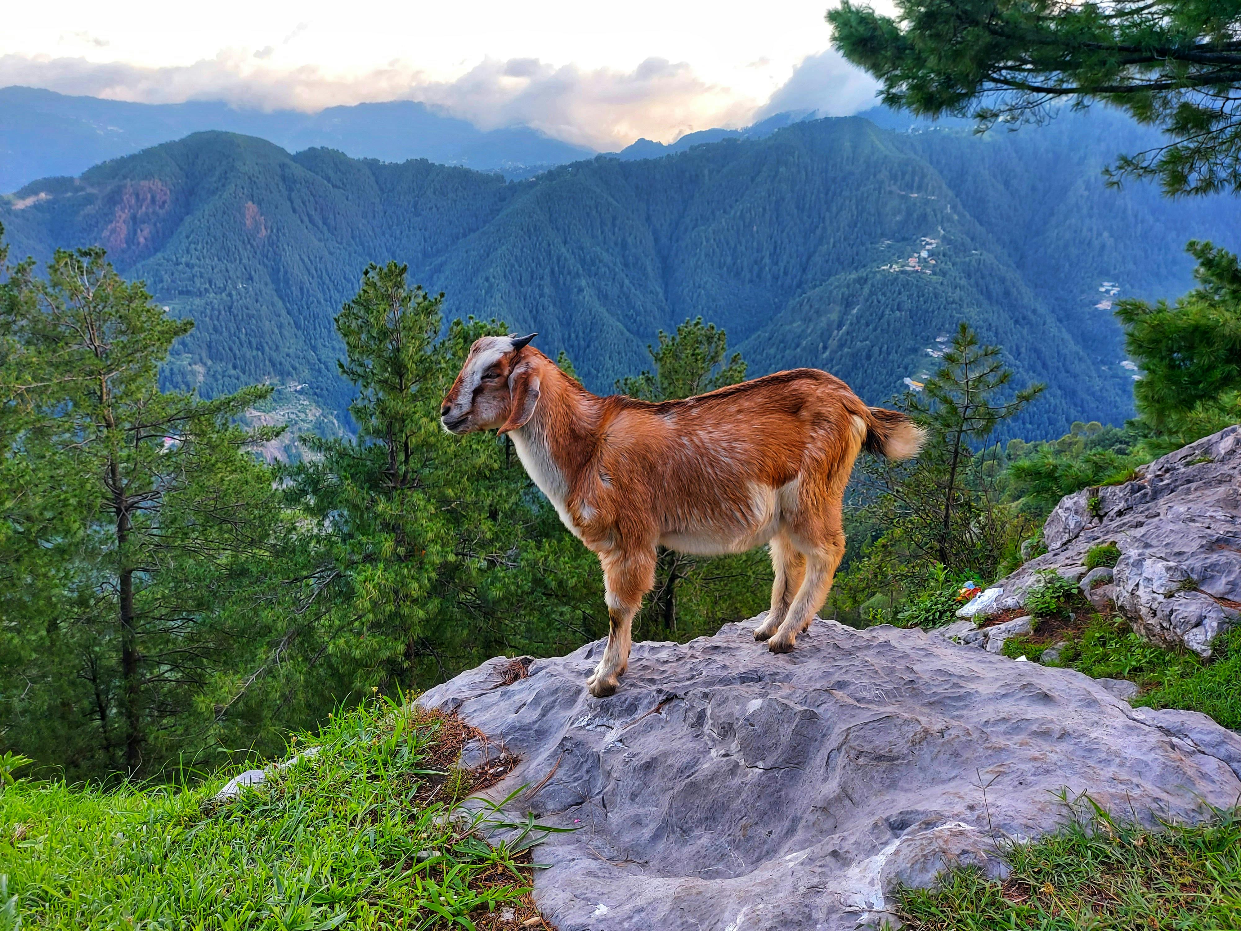 Brown Goat on a Rock · Free Stock Photo