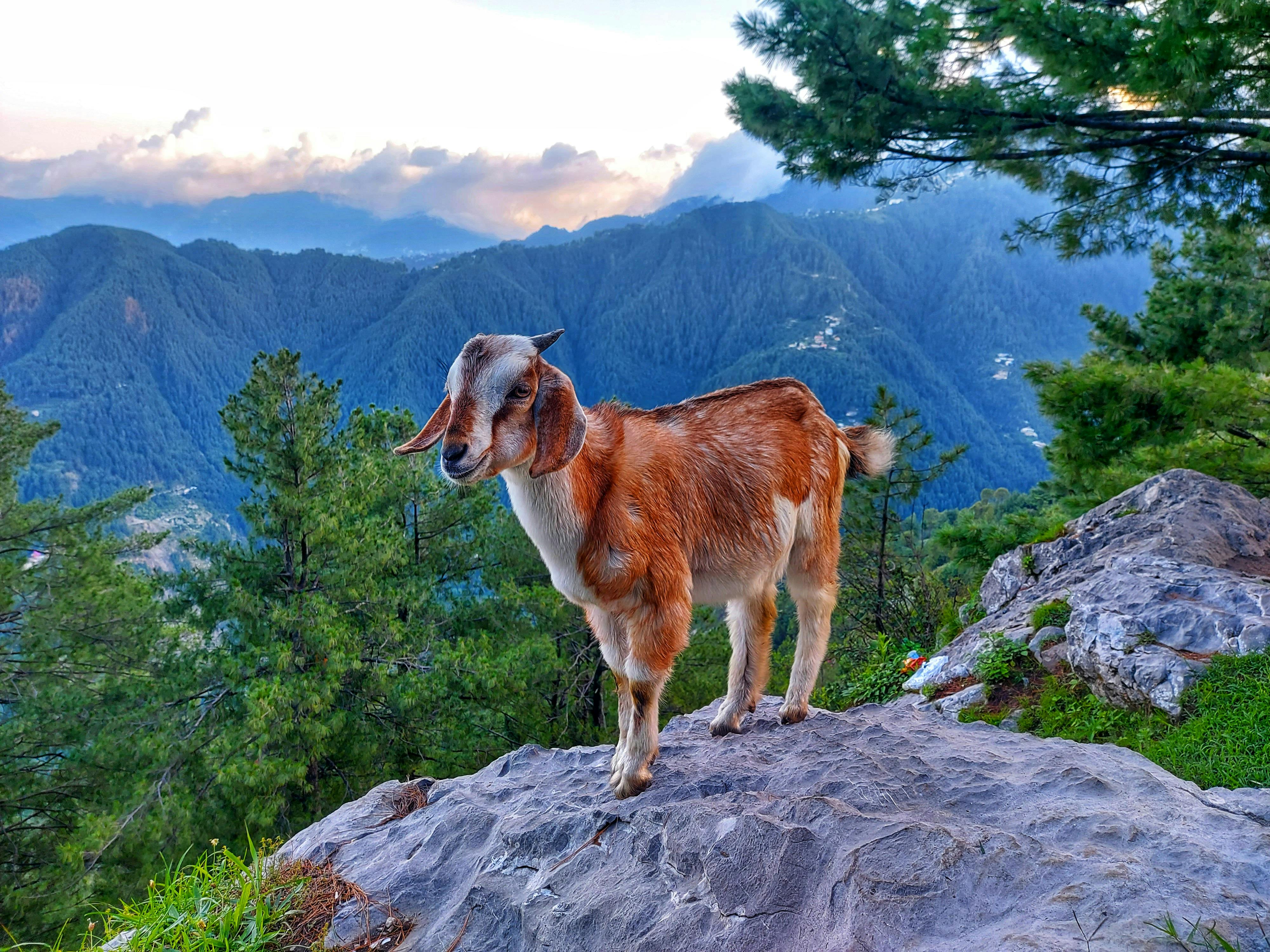 Close-Up Shot of a Goat Standing on Gray Rock · Free Stock Photo