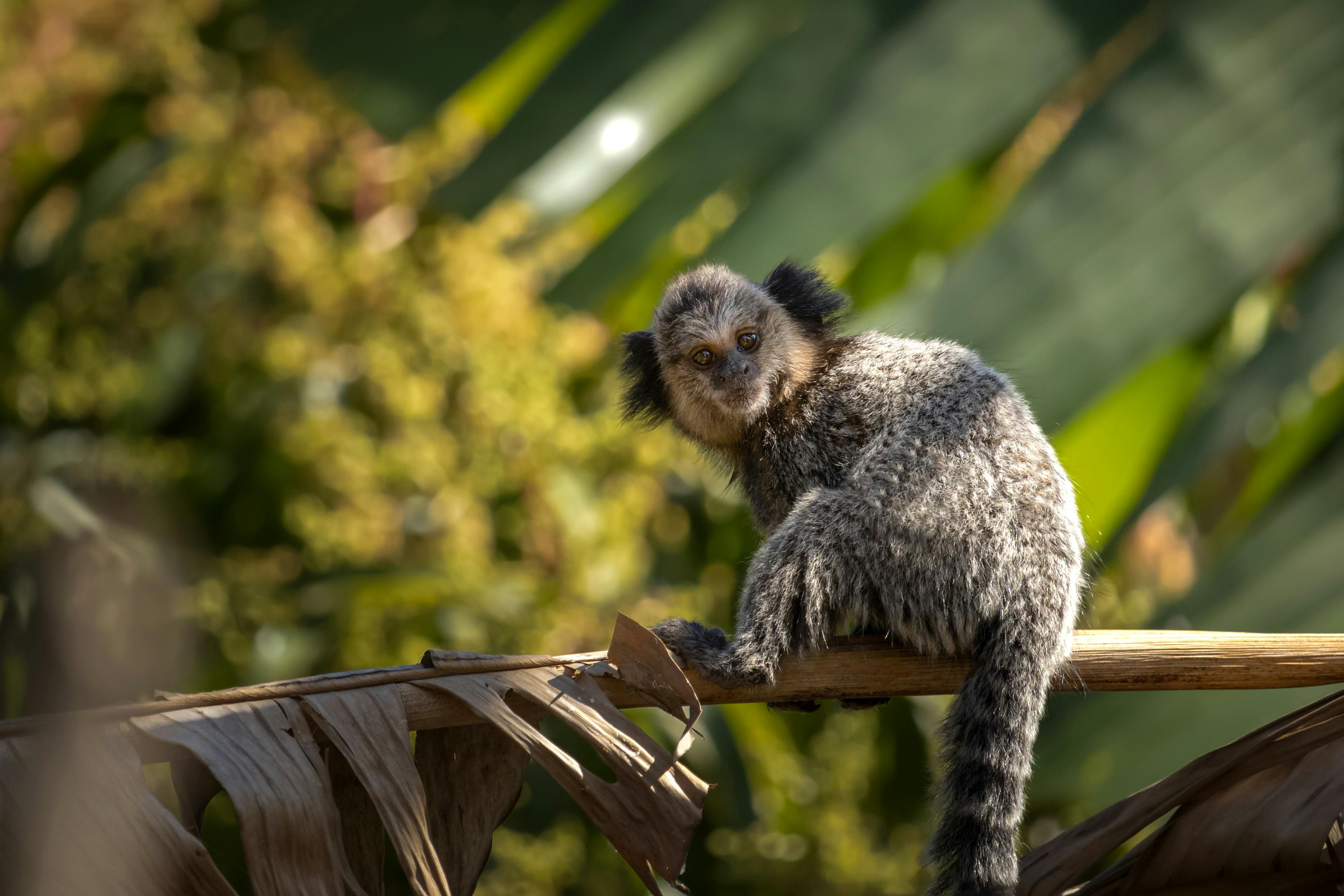 Close Up Photo of a Marmoset · Free Stock Photo