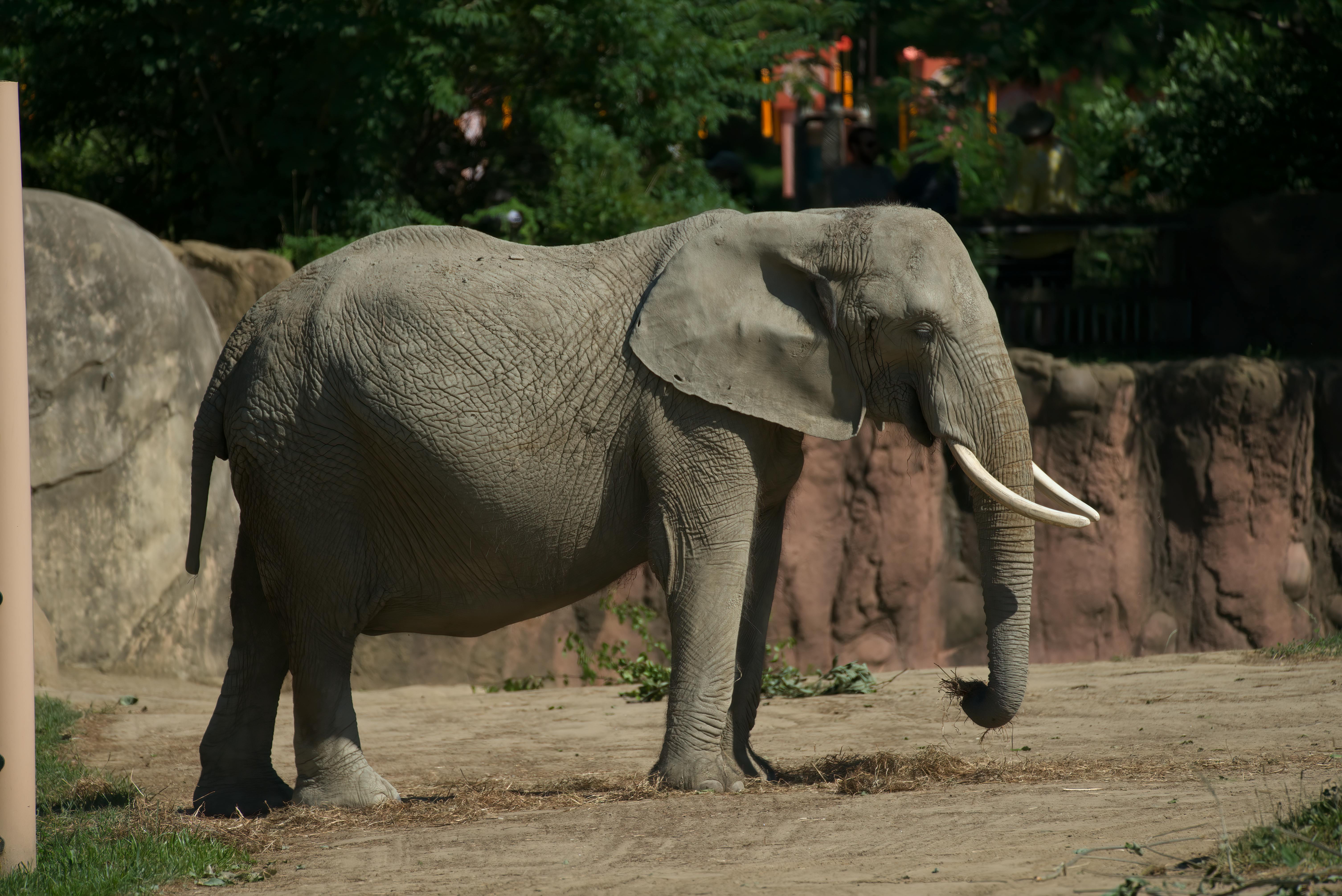 Elephant in Zoo · Free Stock Photo