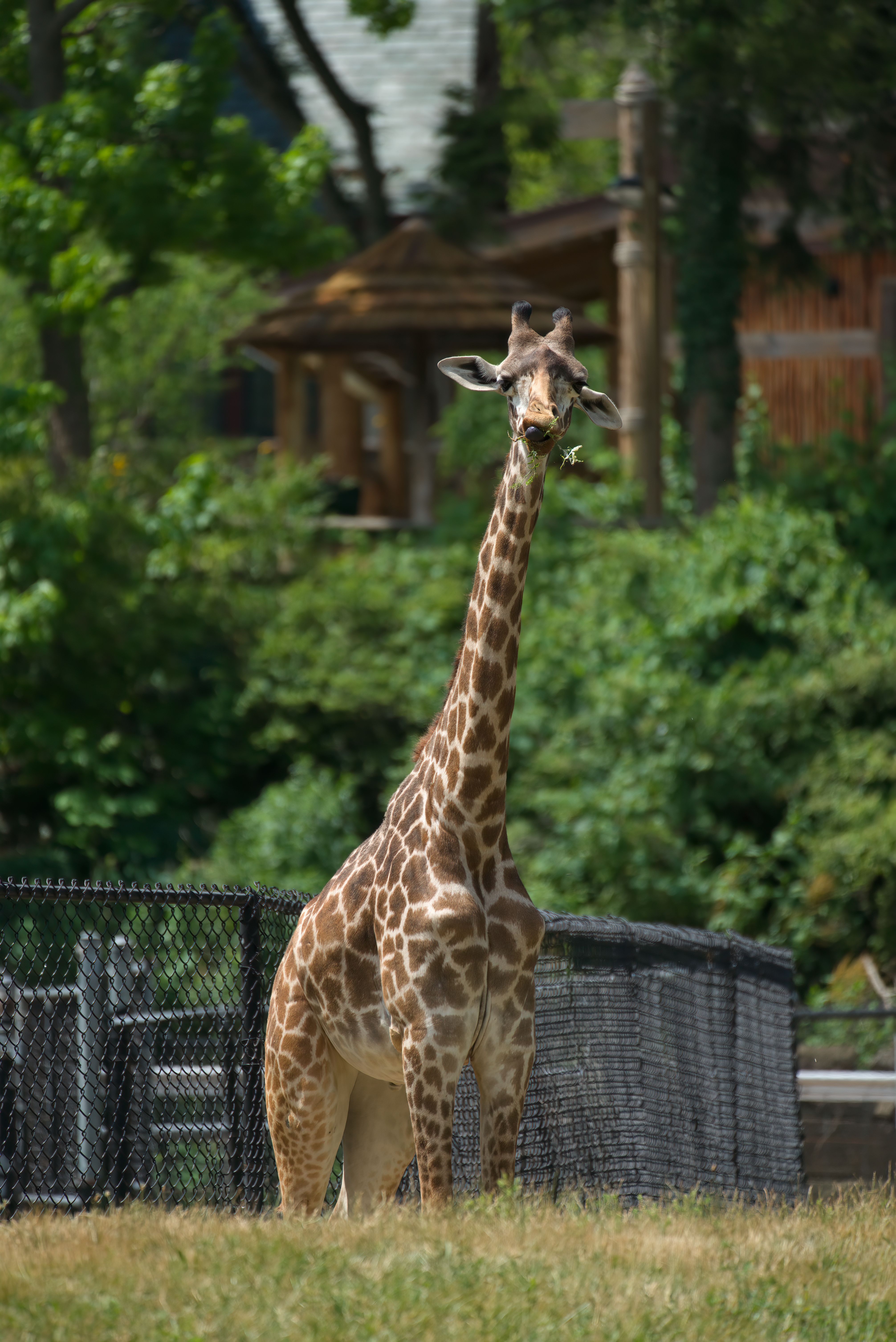 Giraffe in Enclosure · Free Stock Photo