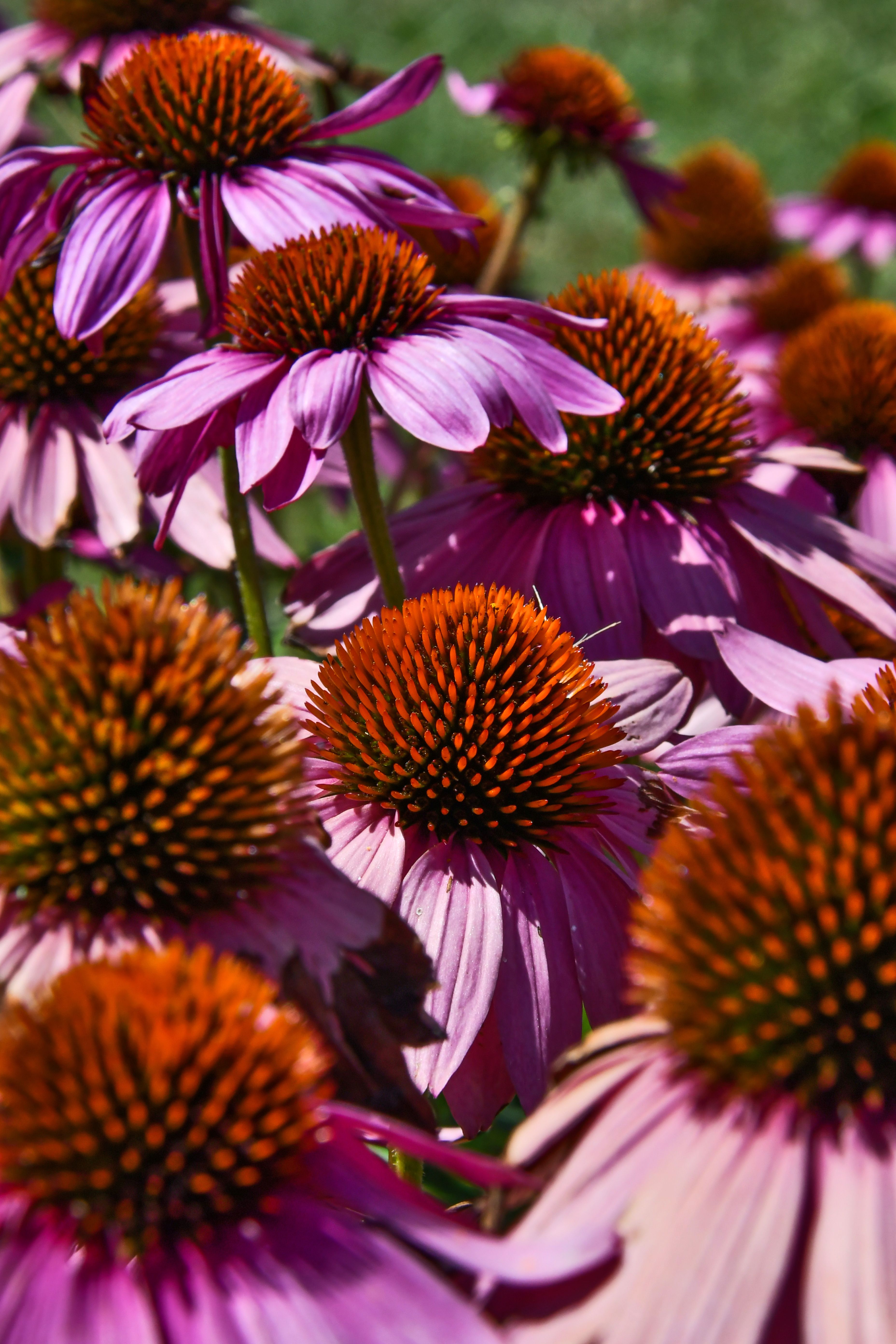 Close-Up Shot of Coneflowers · Free Stock Photo