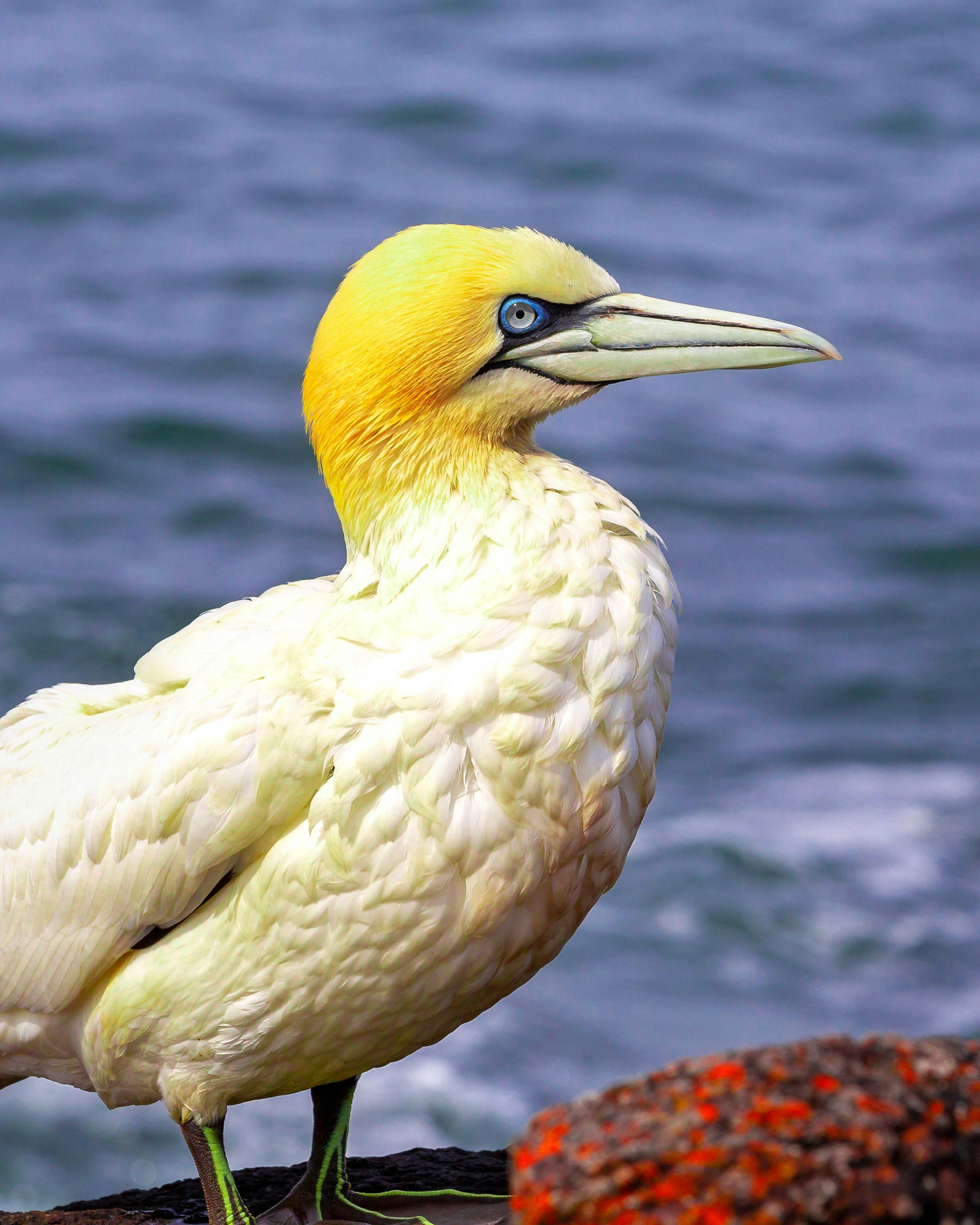 Close-Up Shot of Northern Gannet · Free Stock Photo
