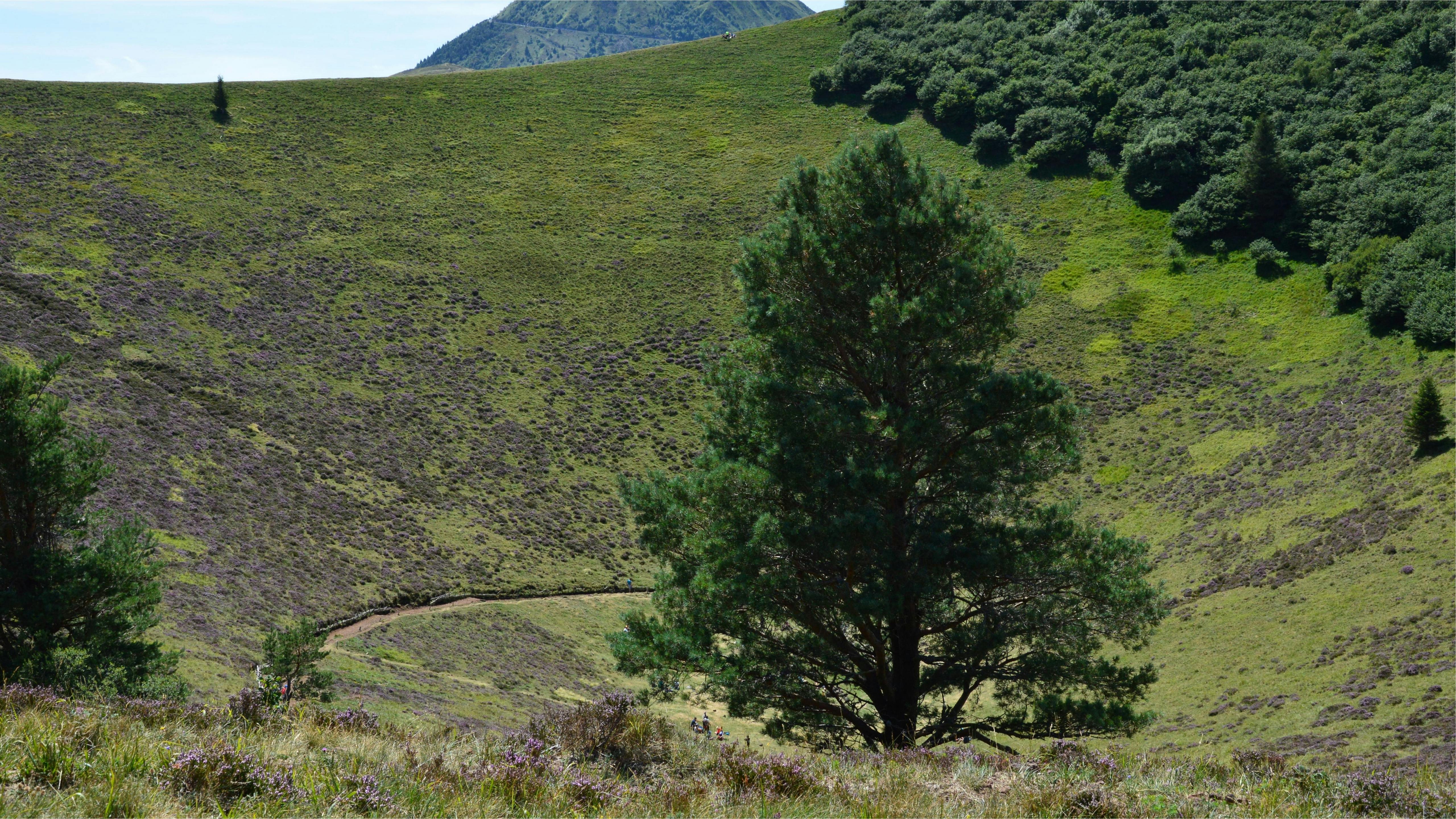 Green Tree on a Green Hillside · Free Stock Photo
