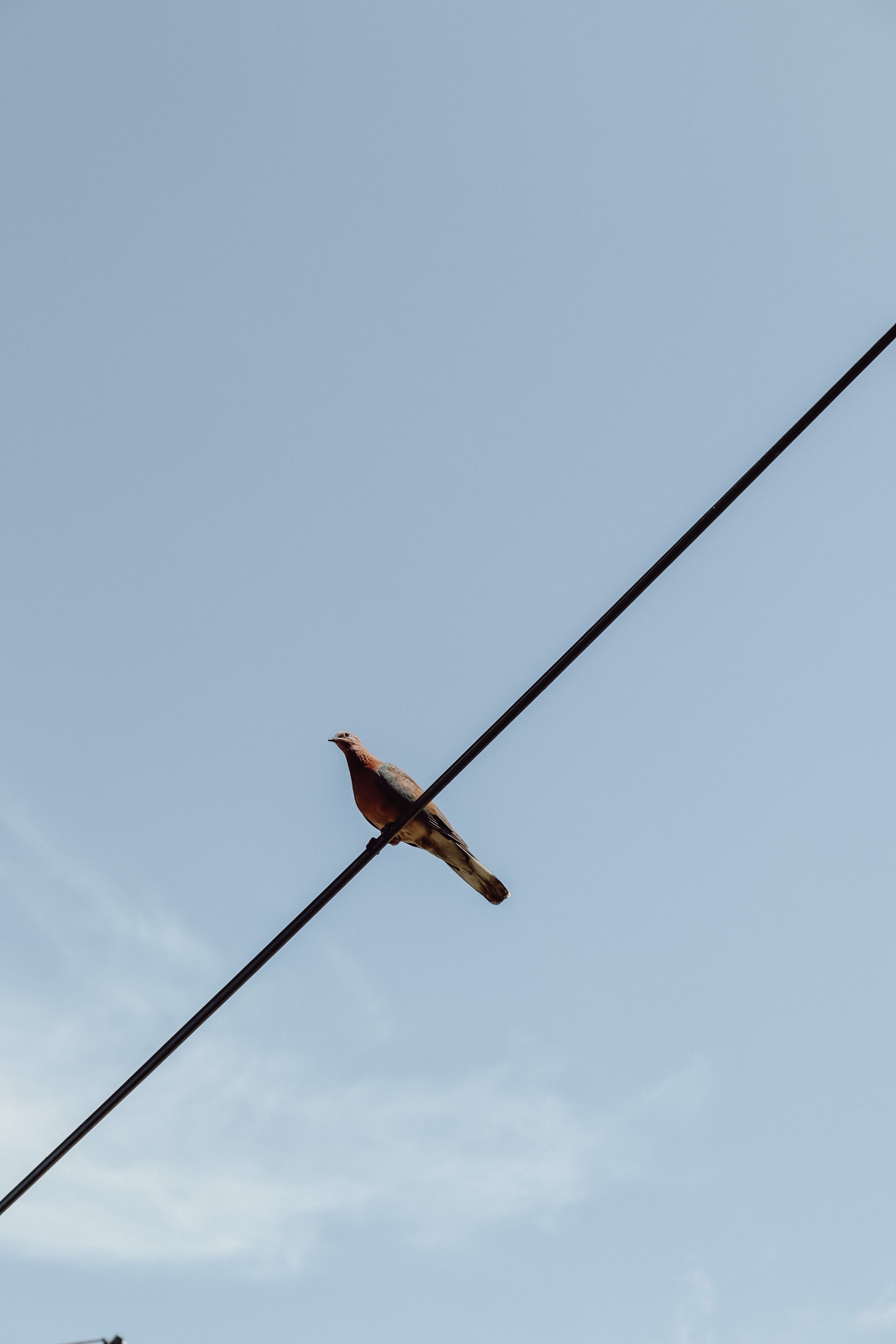 Low Angle Photo of Brown Bird Perch on Driftwood · Free Stock Photo