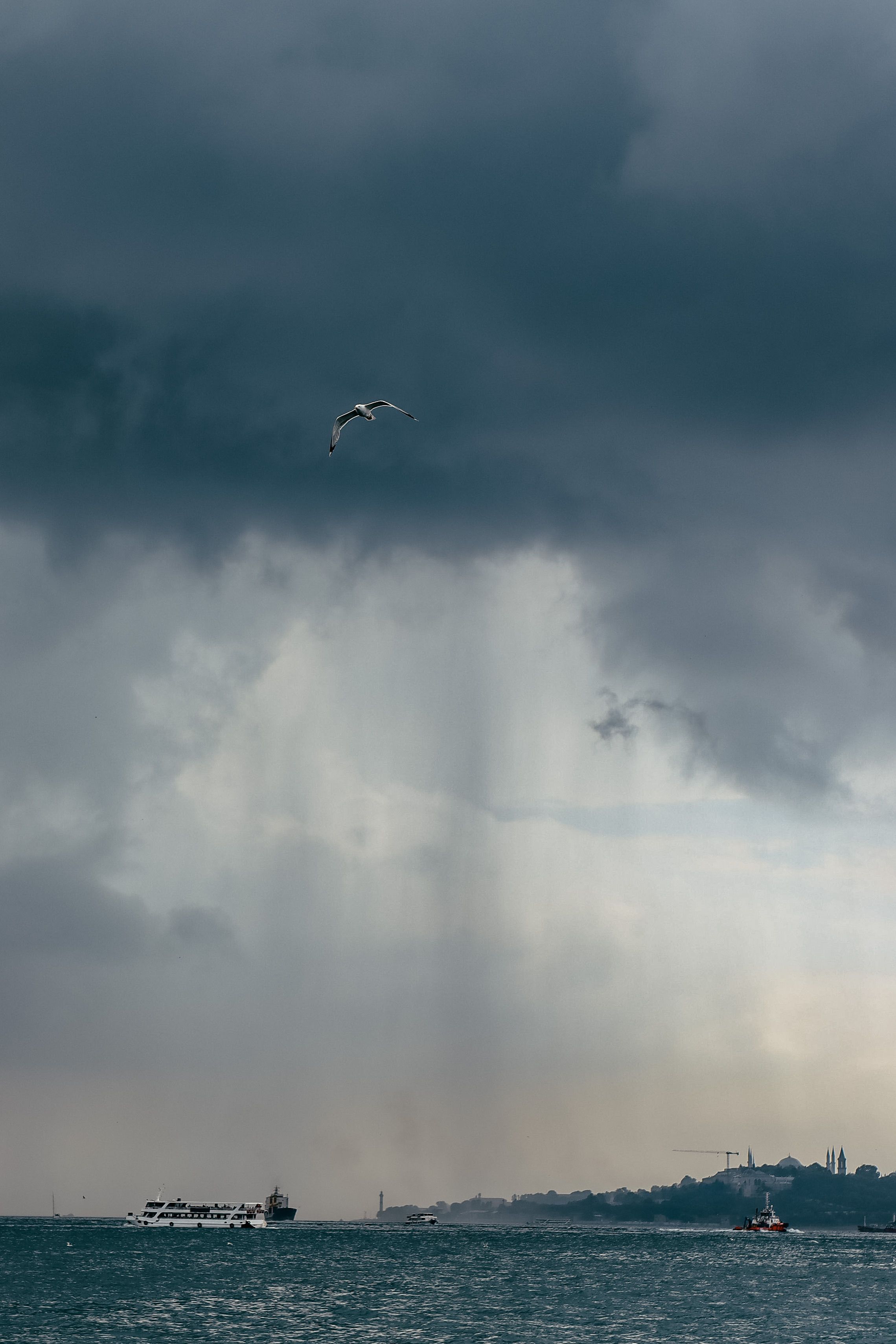 Bird In Rain Photos, Download The BEST Free Bird In Rain Stock Photos ...